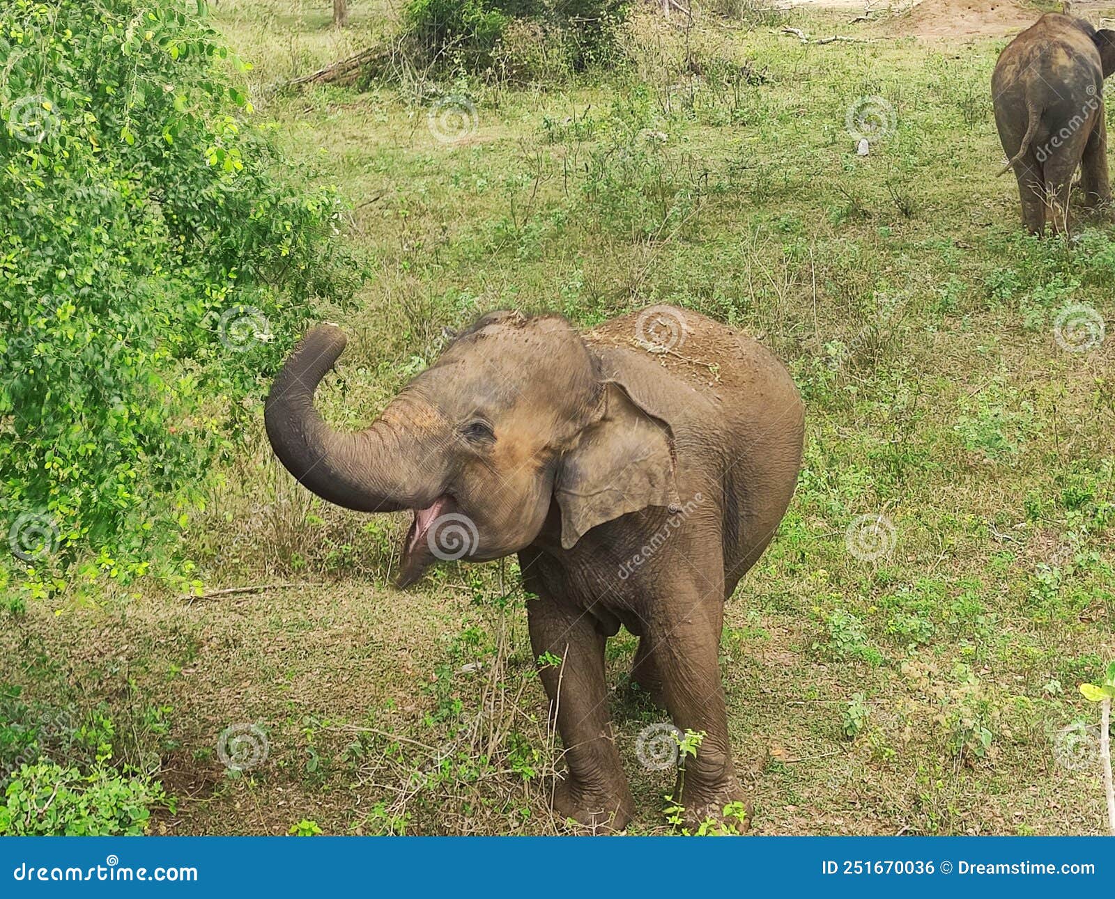 Sri Lankan Baby Elephant With Tusks - Isolated Royalty-Free Stock Image ...