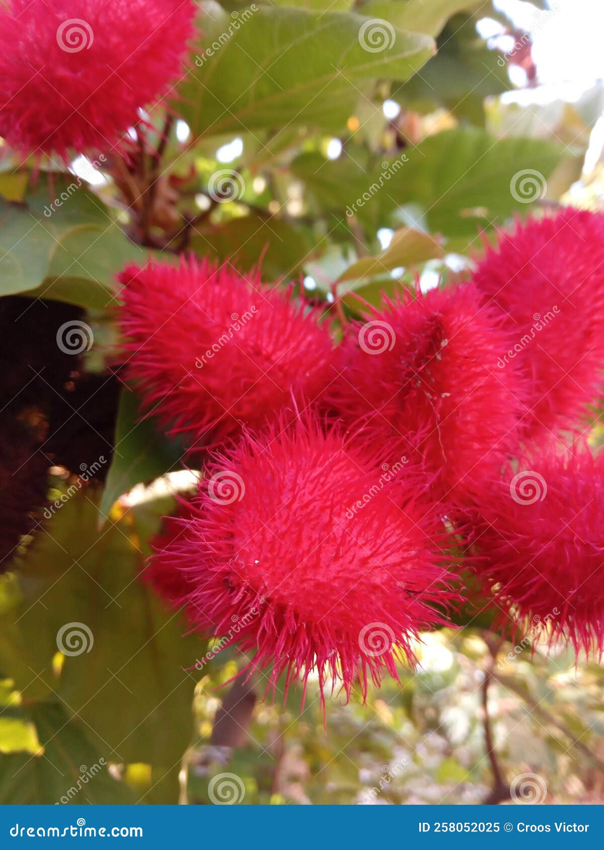 Srilanka Batticaloa Stock Photos - Free & Royalty-Free Stock Photos ...