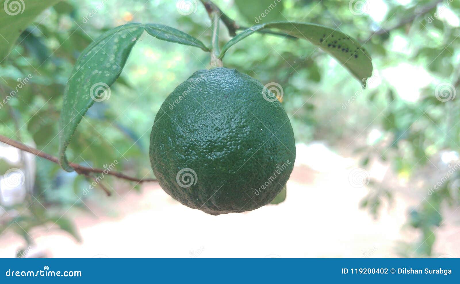 Pani Dodam Stock Photos - Free & Royalty-Free Stock Photos from Dreamstime