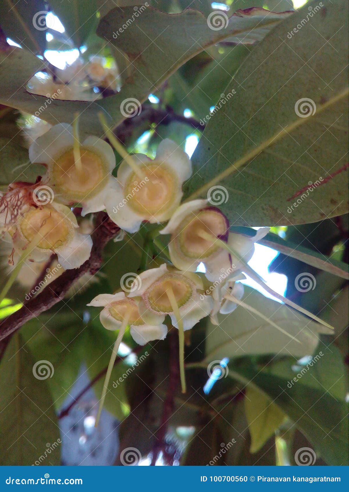 Jambu flower stock photo. Image of india, fruit, leave - 100700560