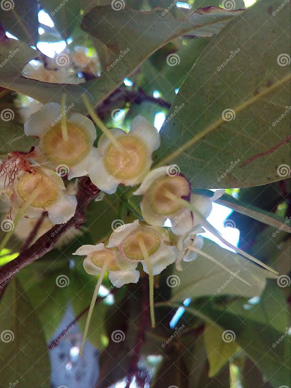 Jambu flower stock photo. Image of india, fruit, leave - 100700560