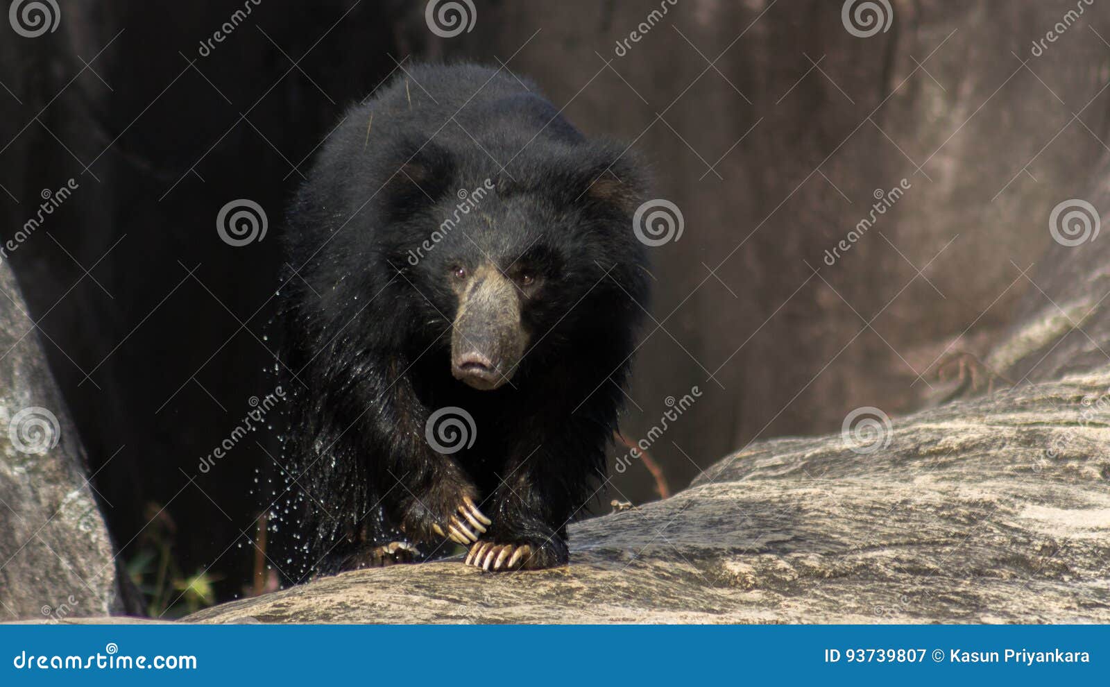 Srilankan sloth bear! stock image. Image of yala, park - 93739807 Srilankan sloth bear! stock image. Image of yala, park - 93739807