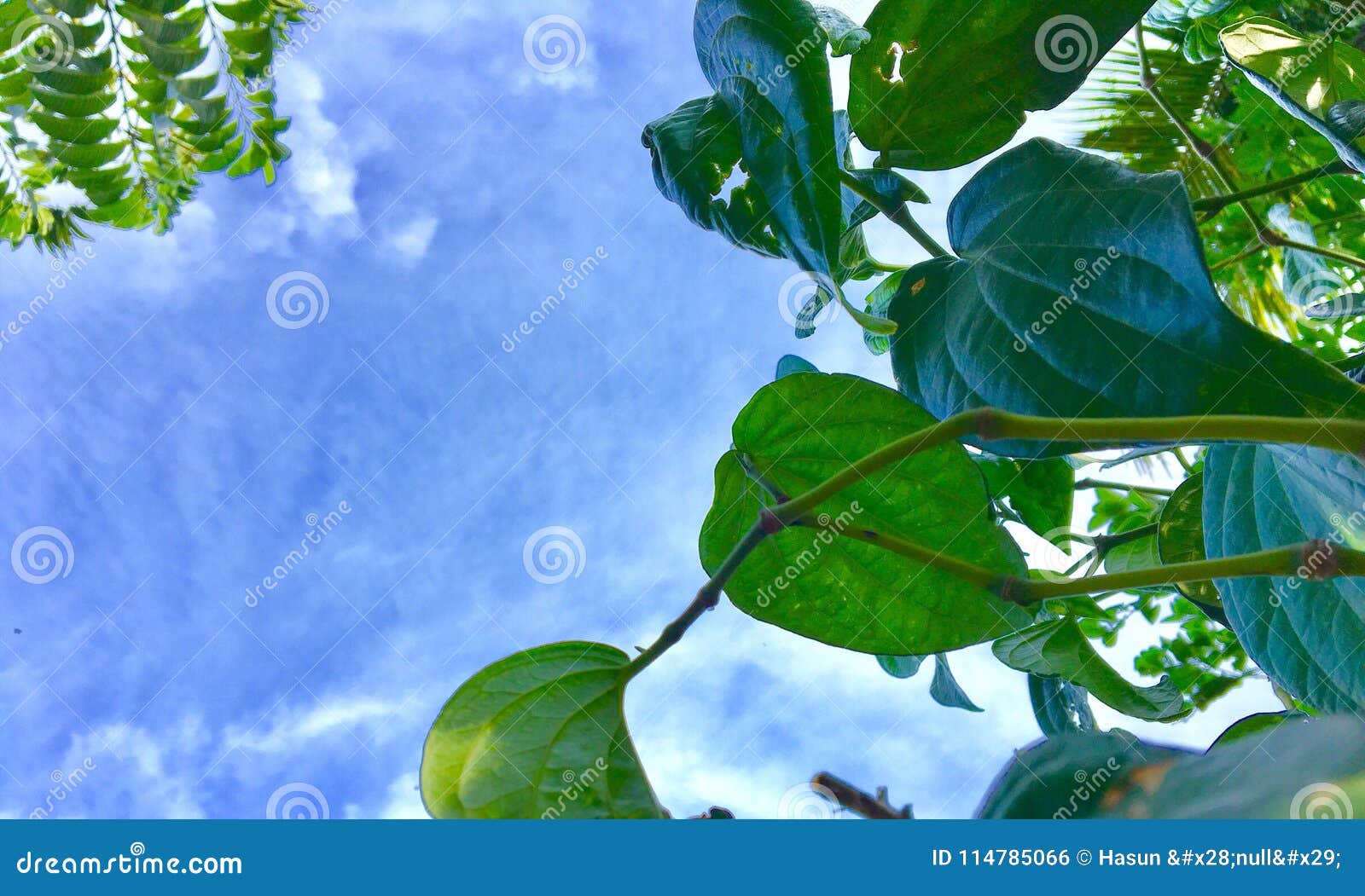 Srilankan Traditional Bathik Design Royalty-Free Stock Photo ...