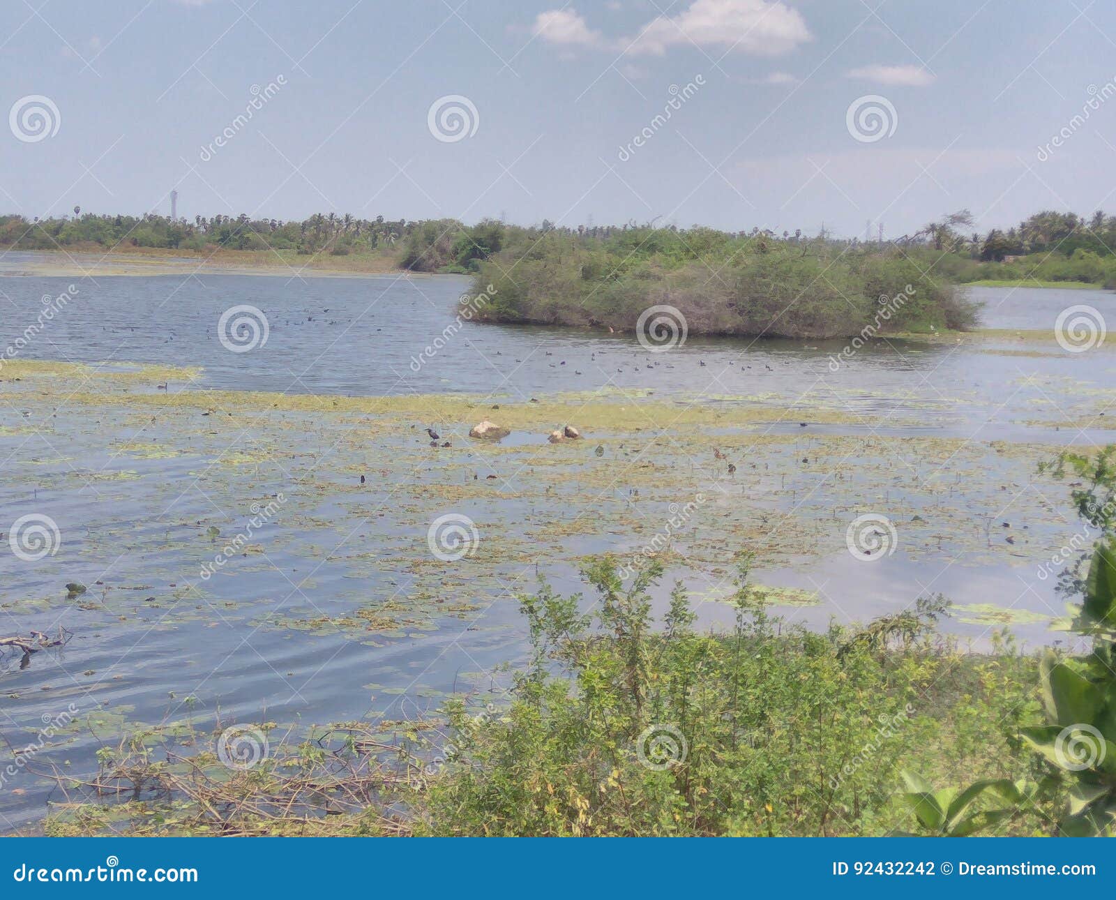 Srm potheri lake stock photo. Image of simply, lake, potheri - 92432242