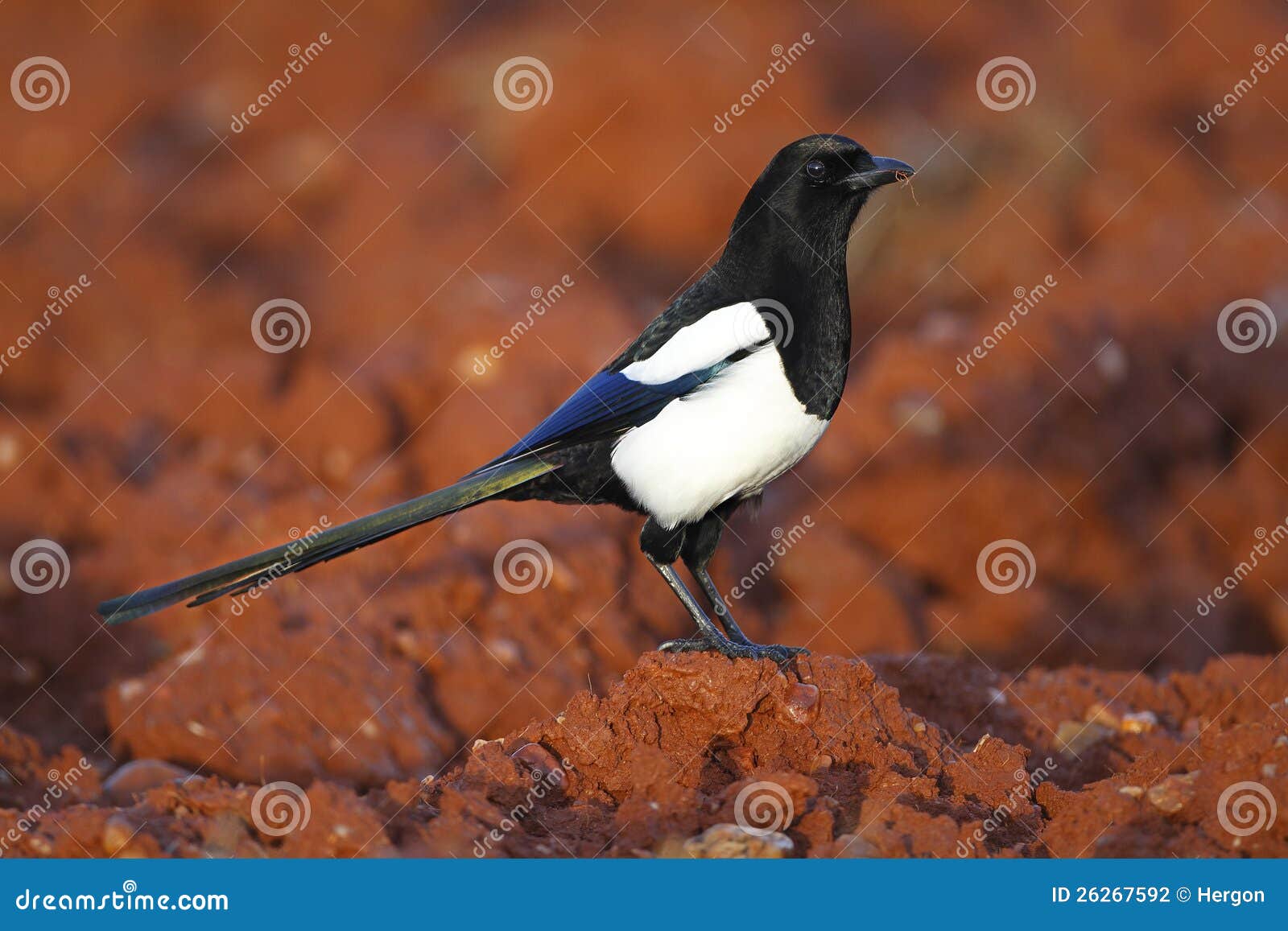 Sroka zdjęcie stock. Obraz złożonej z wrony, leon, sroka - 26267592