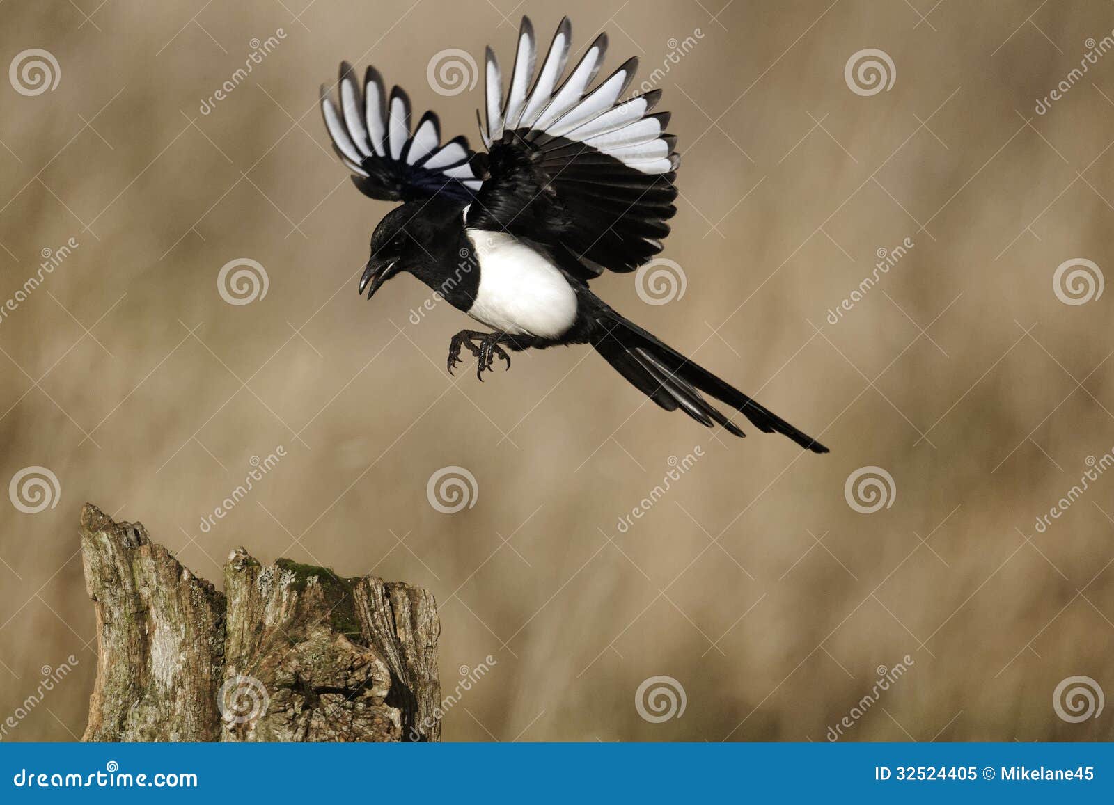 107 Ptak Sroka W Locie zdjęć stockowych - bezpłatne i z licencją ...