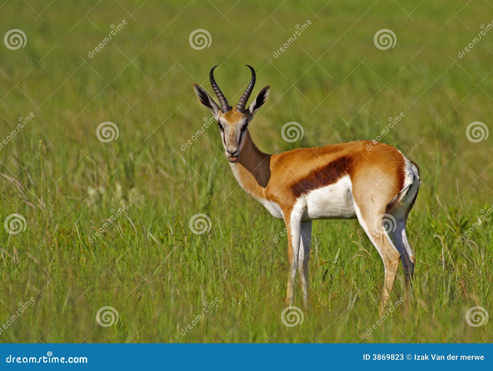 Springbuck stock image. Image of springbuck, alone, grace - 3869823