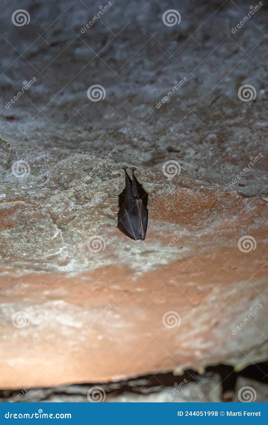 Sleeping bat stock photo. Image of hanging, sleeping - 244051998