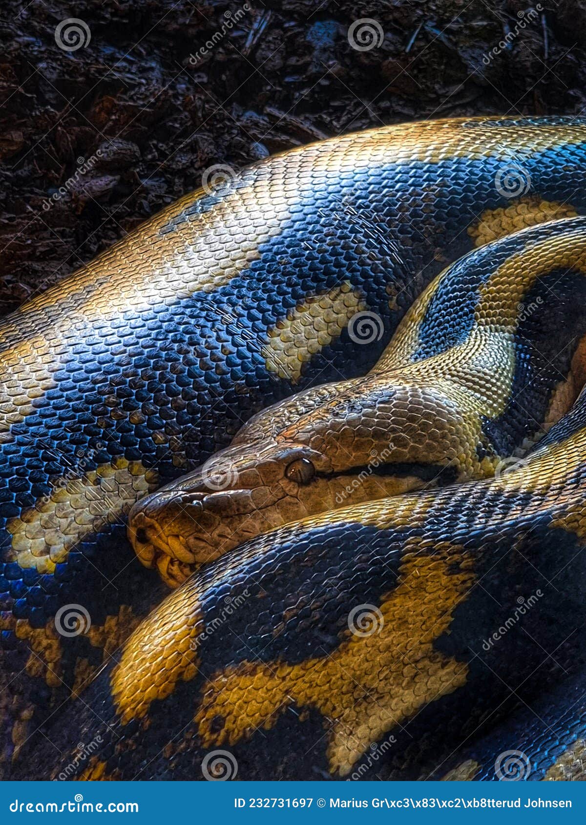 Python snake stock image. Image of animal, wildlife - 232731697