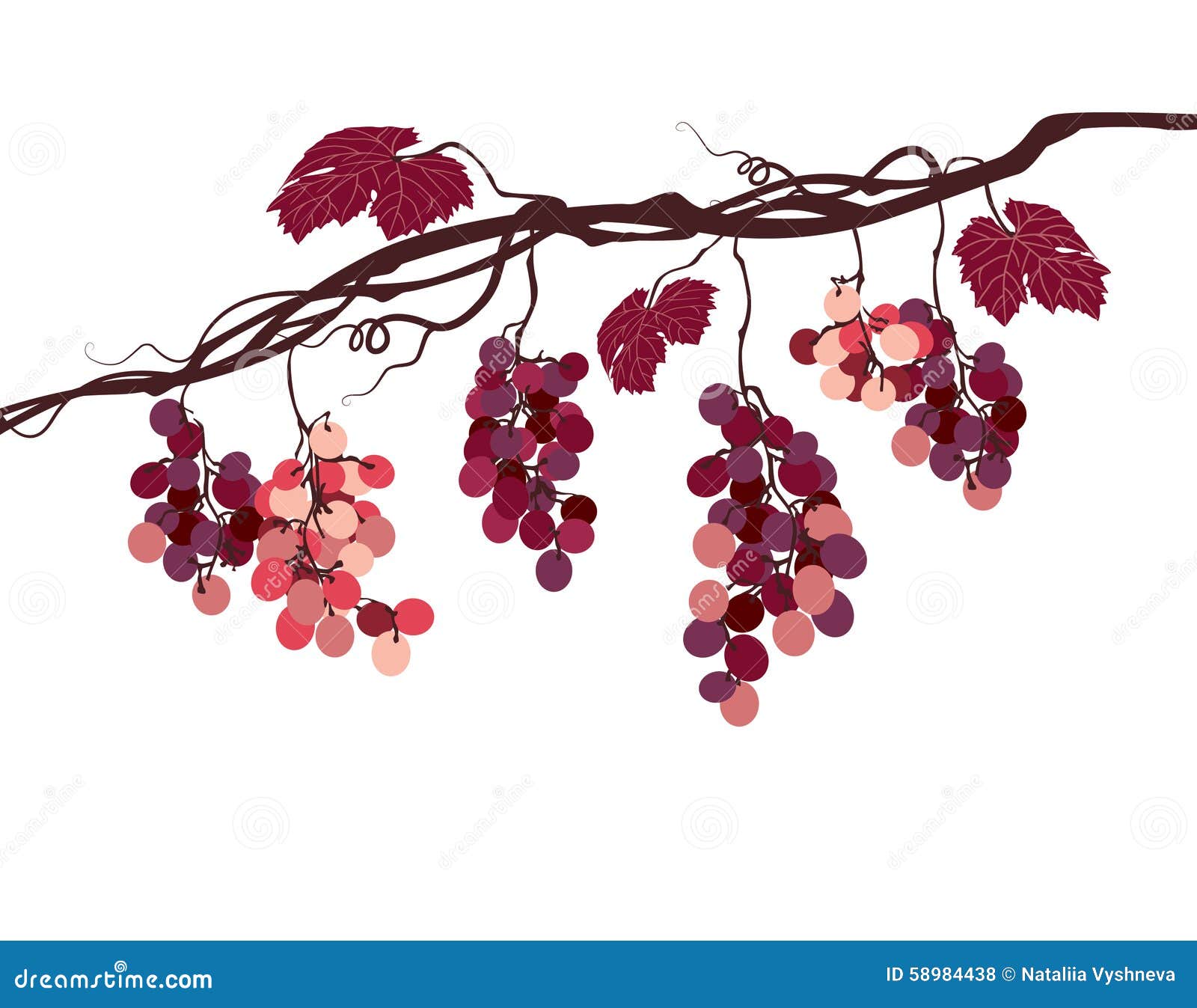 Sstylized Graphic Image Of A Vine With Pink Grapes Vector Illustration ...