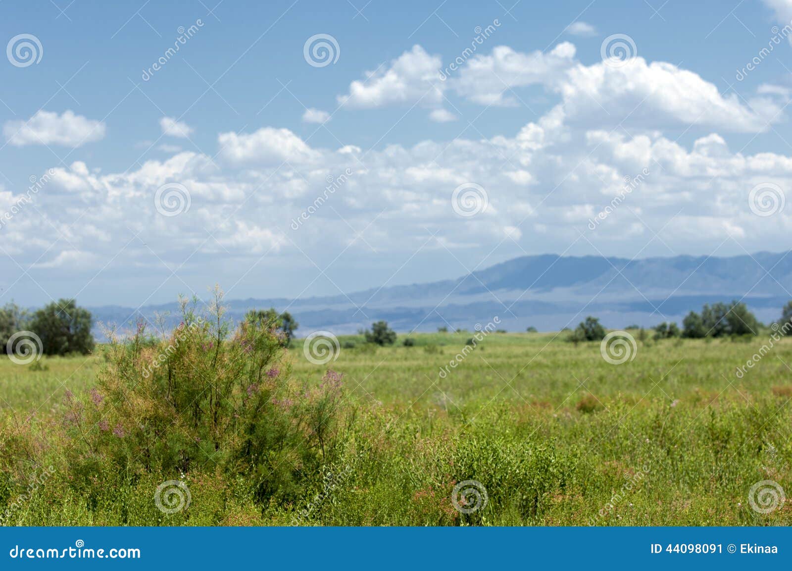 Stäpp prärie, stäpp, fotografering för bildbyråer. Bild av natur - 44098091