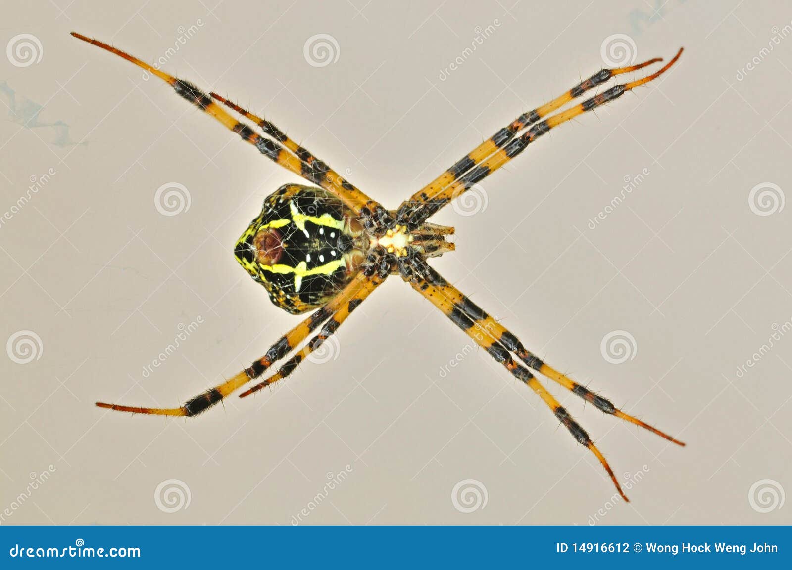 St. Andrew cross spider stock photo. Image of leaf, prey - 14916612