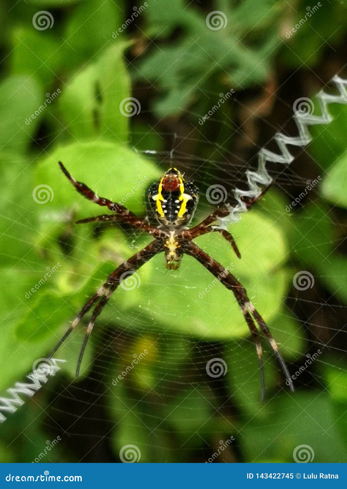 St. Andrews cross spider stock image. Image of macro - 143422745