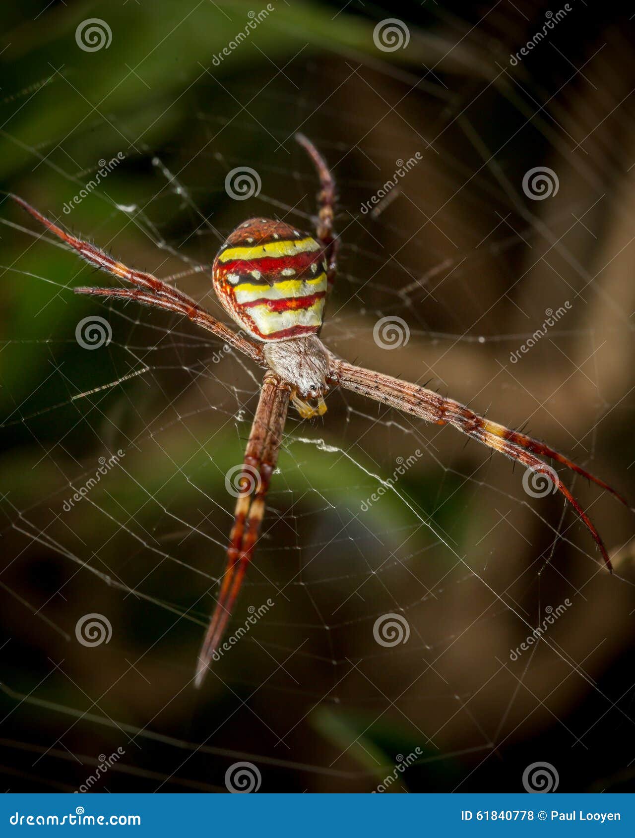 St andrews spider stock photo. Image of banded, arachnid - 61840778