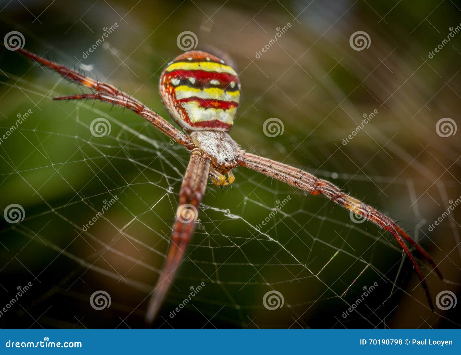 St andrews spider stock photo. Image of extreme, creature - 70190798