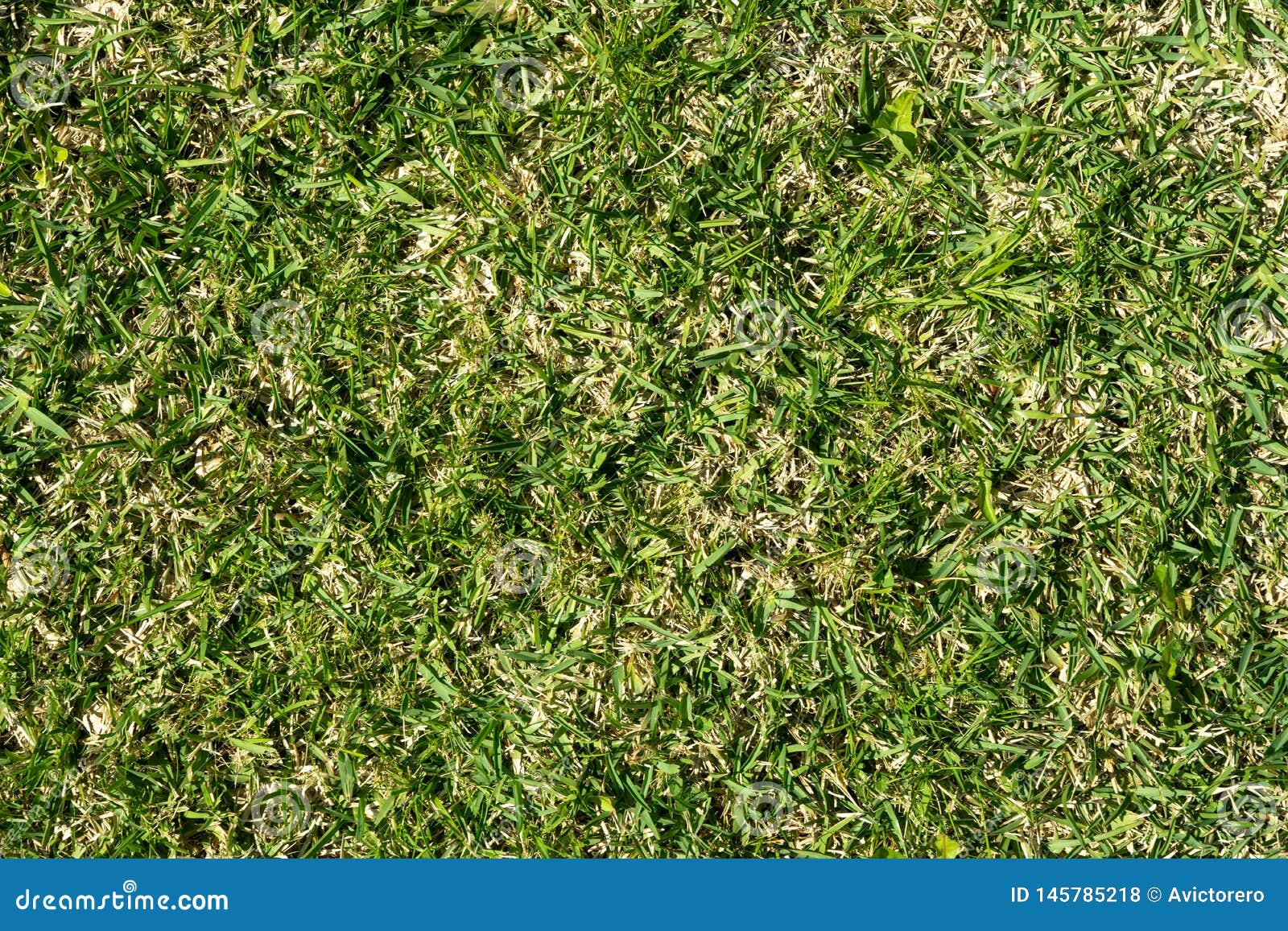 Stenotaphrum Photos - Free & Royalty-Free Stock Photos from Dreamstime