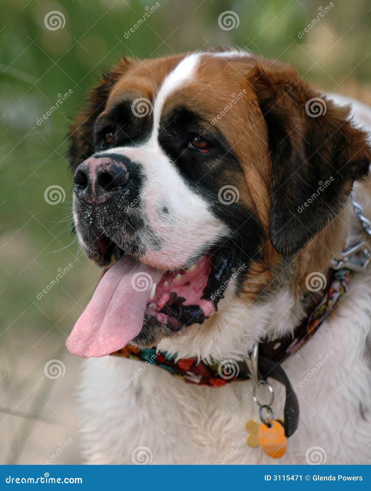 St. Bernard stock image. Image of friendly, portrait, furry - 3115471