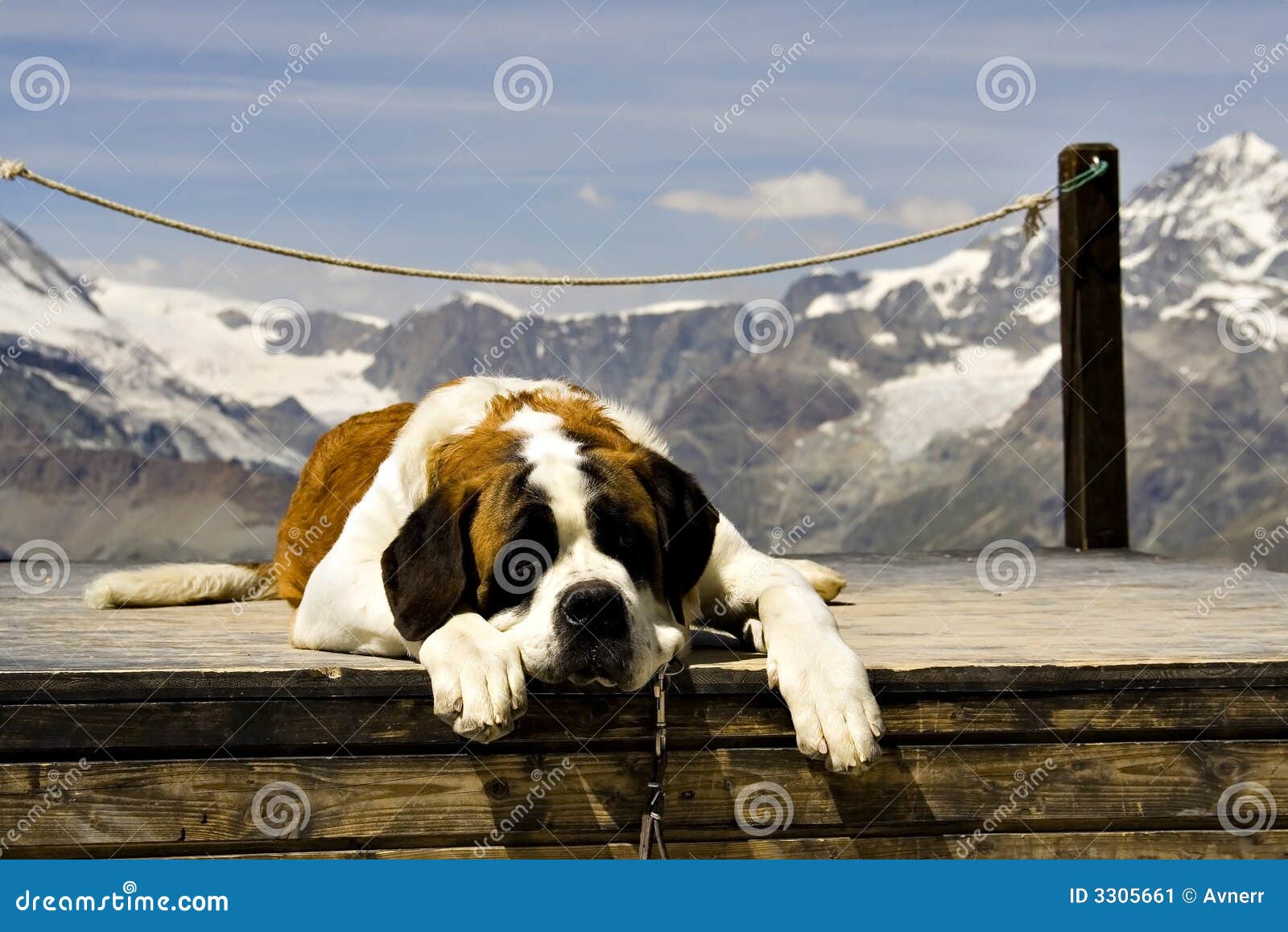 St. Bernard stock image. Image of head, large, face, highland - 3305661