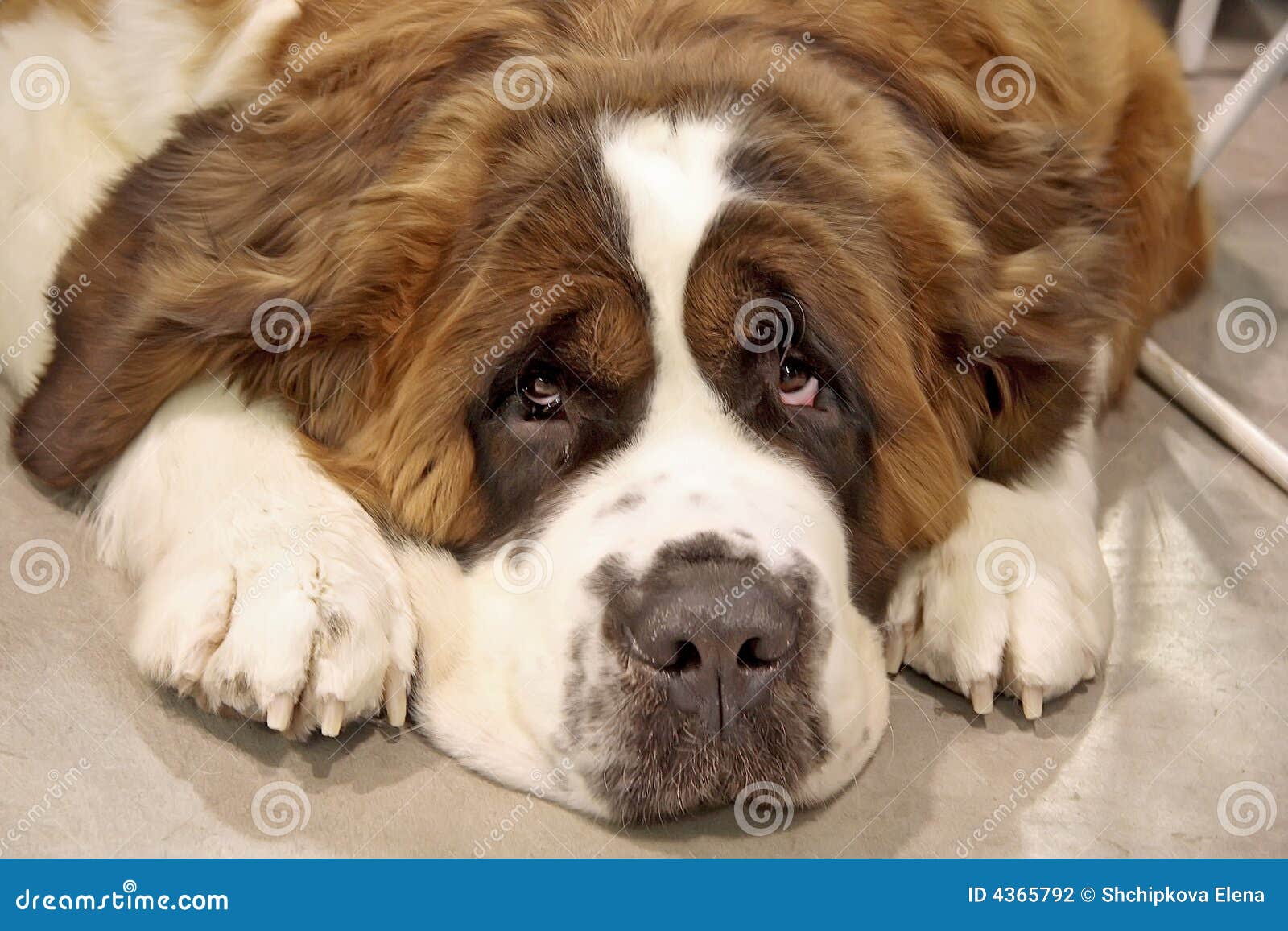 St. Bernard stock photo. Image of muzzle, breed, close - 4365792