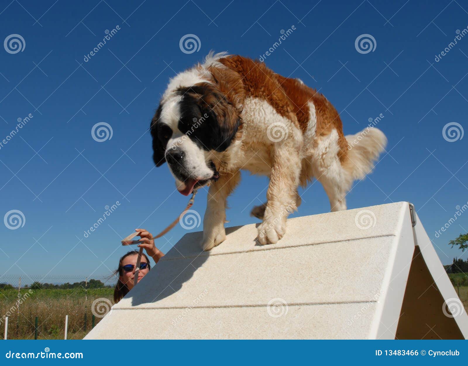 St bernard in agility stock photo. Image of blue, mastiff - 13483466