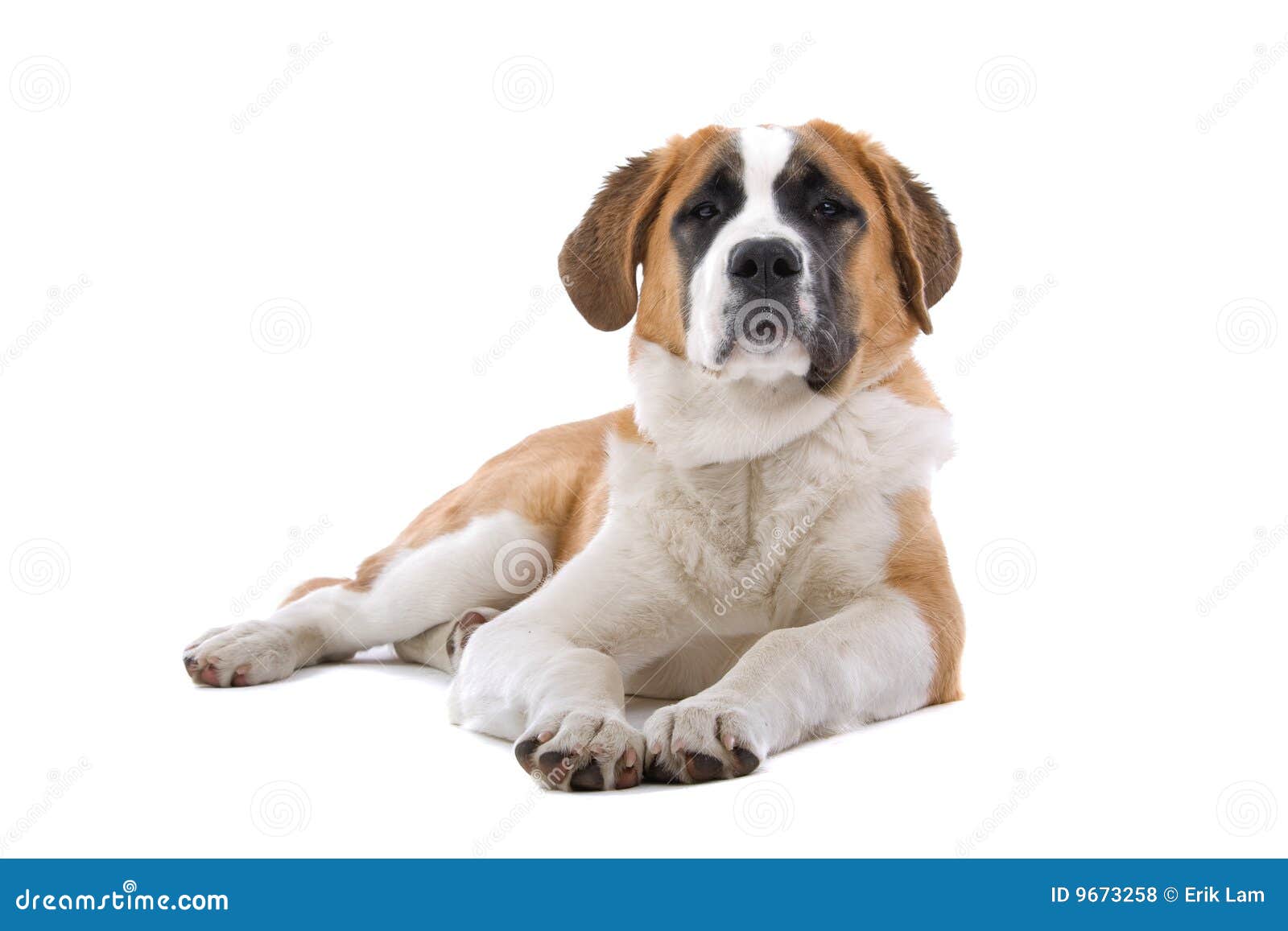 St. Bernard dog stock photo. Image of lying, portrait - 9673258