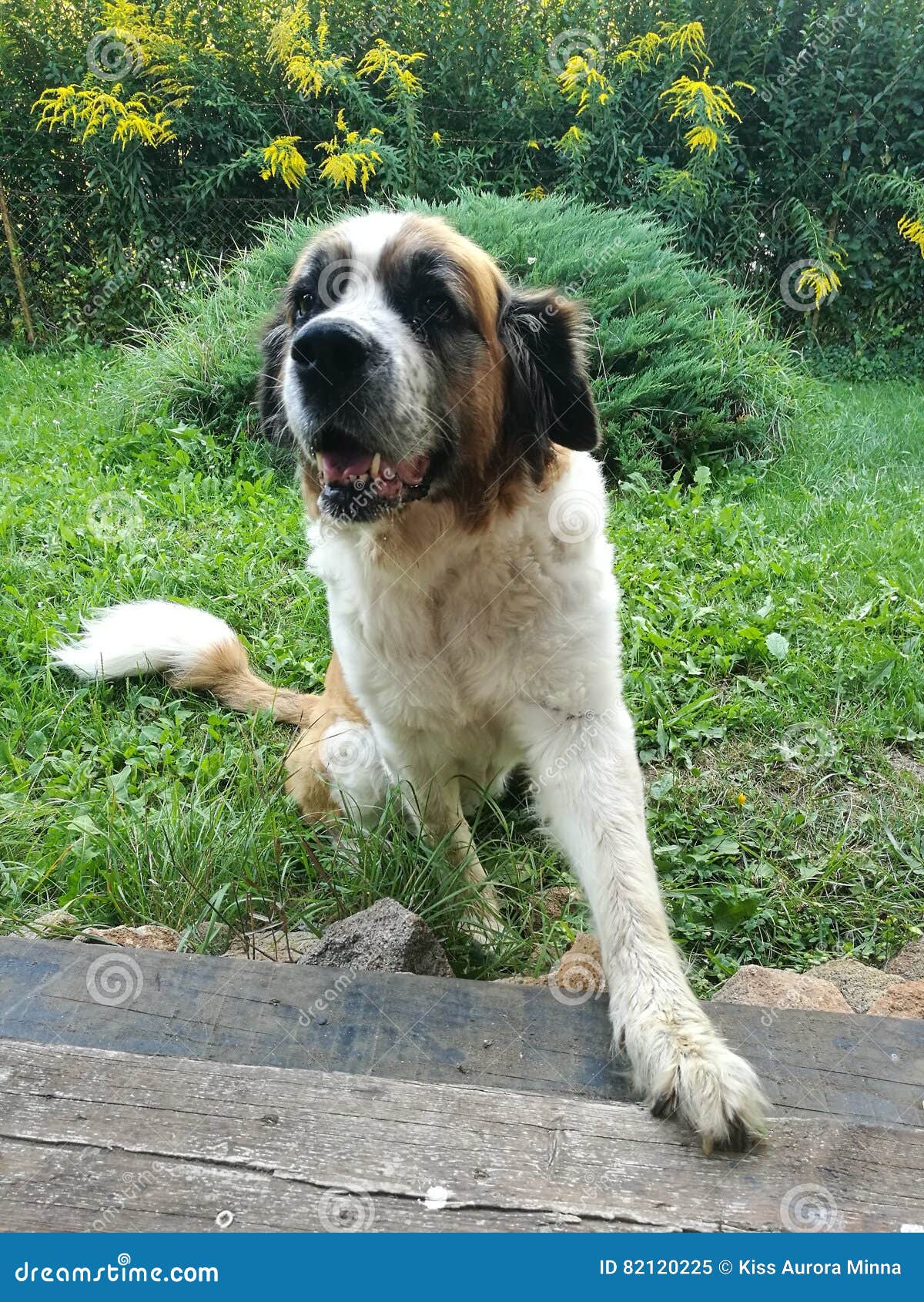 St bernard dog stock image. Image of happy, tornjak, bernard - 82120225