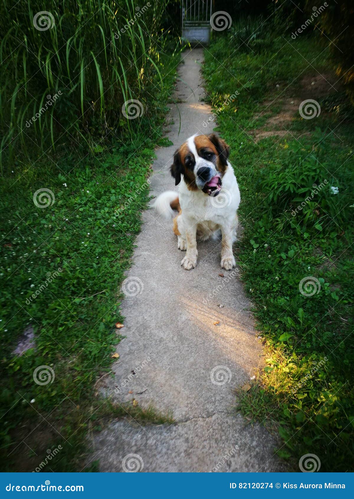 St bernard dog stock photo. Image of grass, face, summer - 82120274