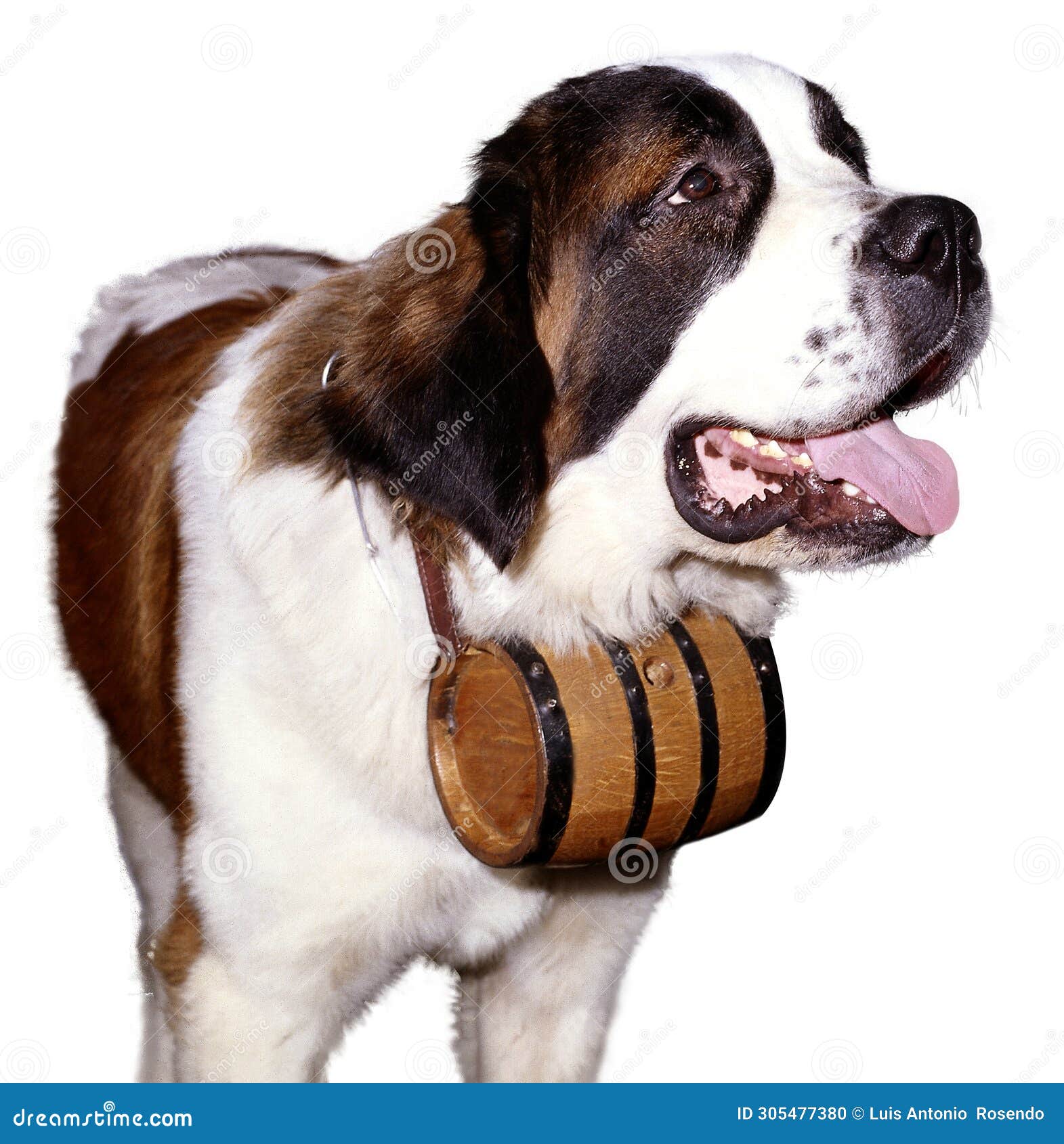 St. Bernard Dog with Keg Ready for Rescue Operation Stock Photo - Image ...