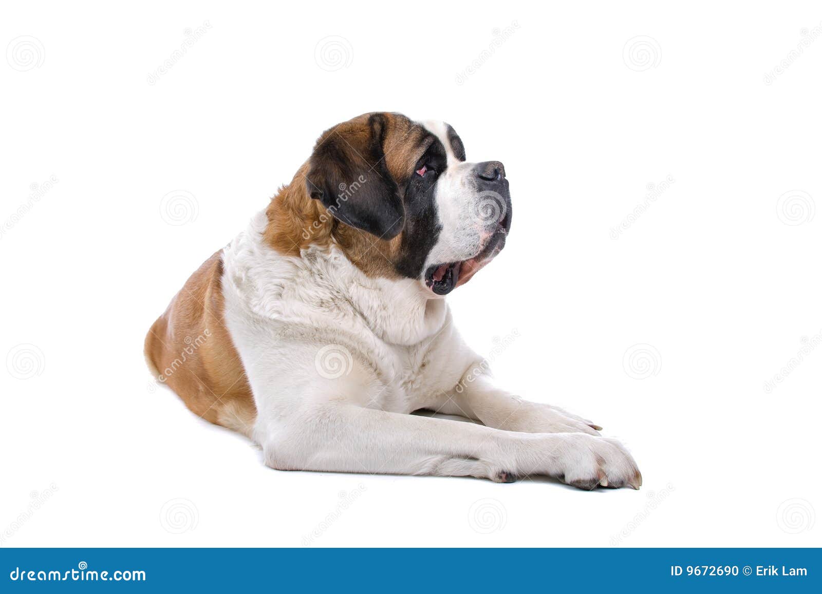 St. Bernard dog on white stock photo. Image of happily - 9672690