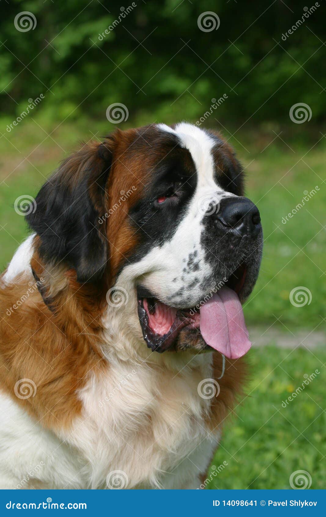 St bernard face stock image. Image of friendship, bruise - 14098641