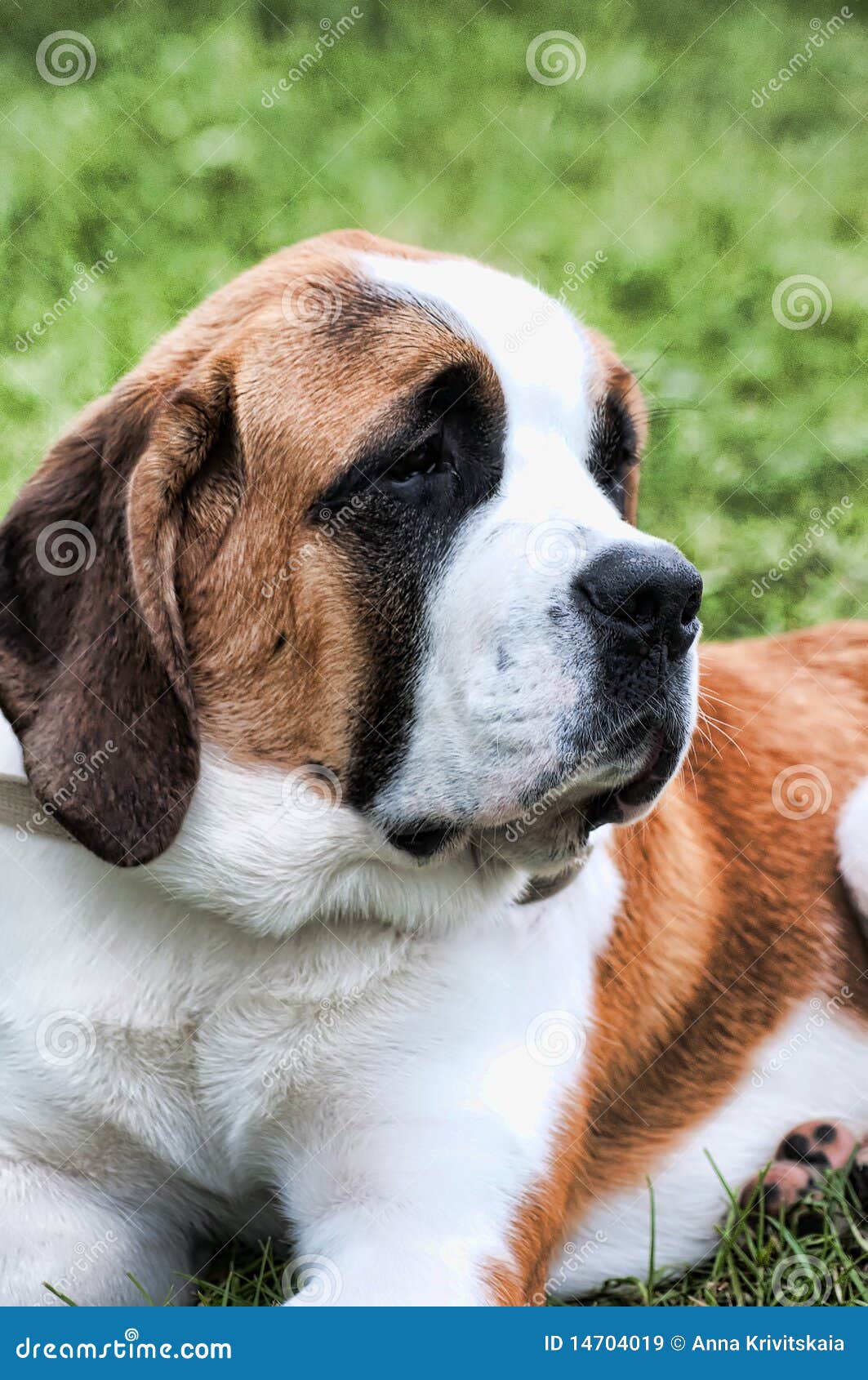St bernard face stock image. Image of bernard, friendly - 14704019