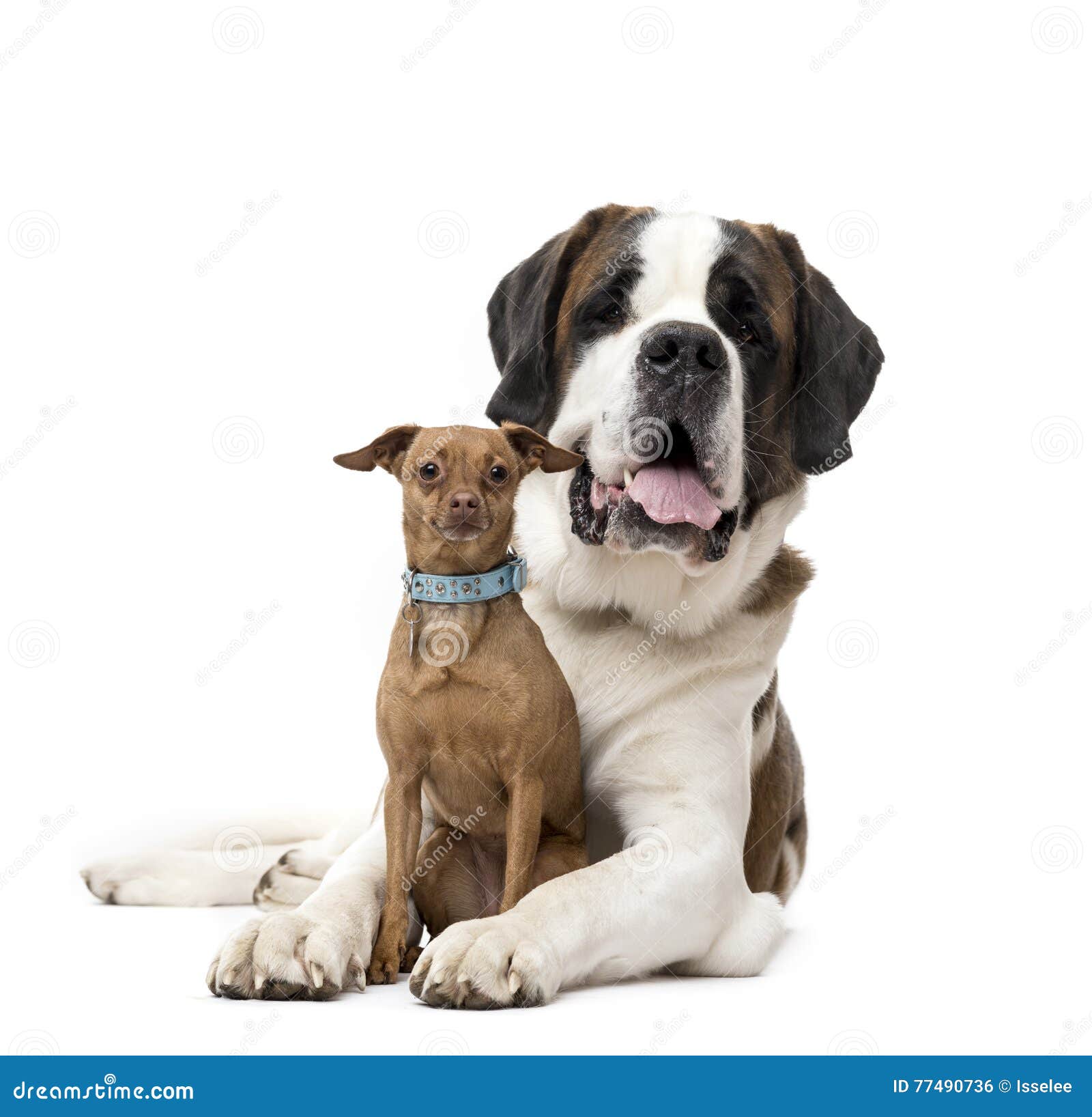 St. Bernard and Miniature Pinscher Staring Stock Photo - Image of ...