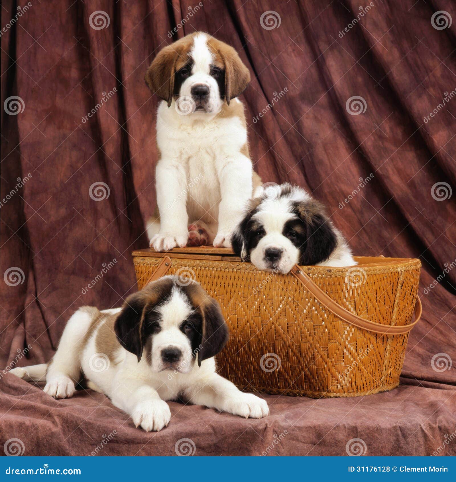 3 st-bernard puppies stock photo. Image of canine, puppies - 31176128