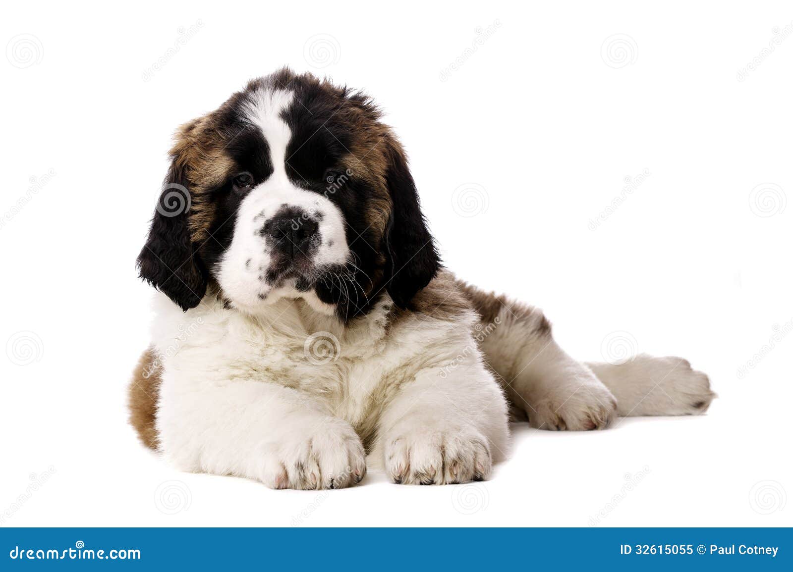St Bernard Puppy Isolated on White Stock Image - Image of young, black ...