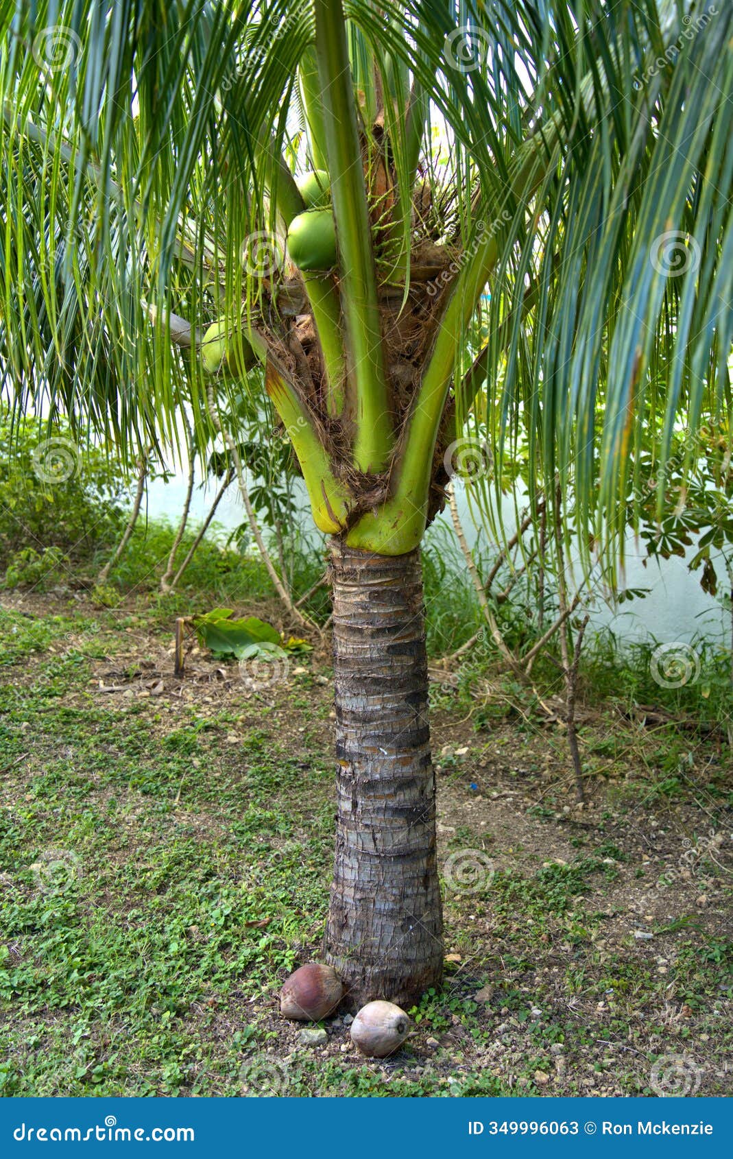 St Croix Coconut Tree stock image. Image of tropics - 349996063