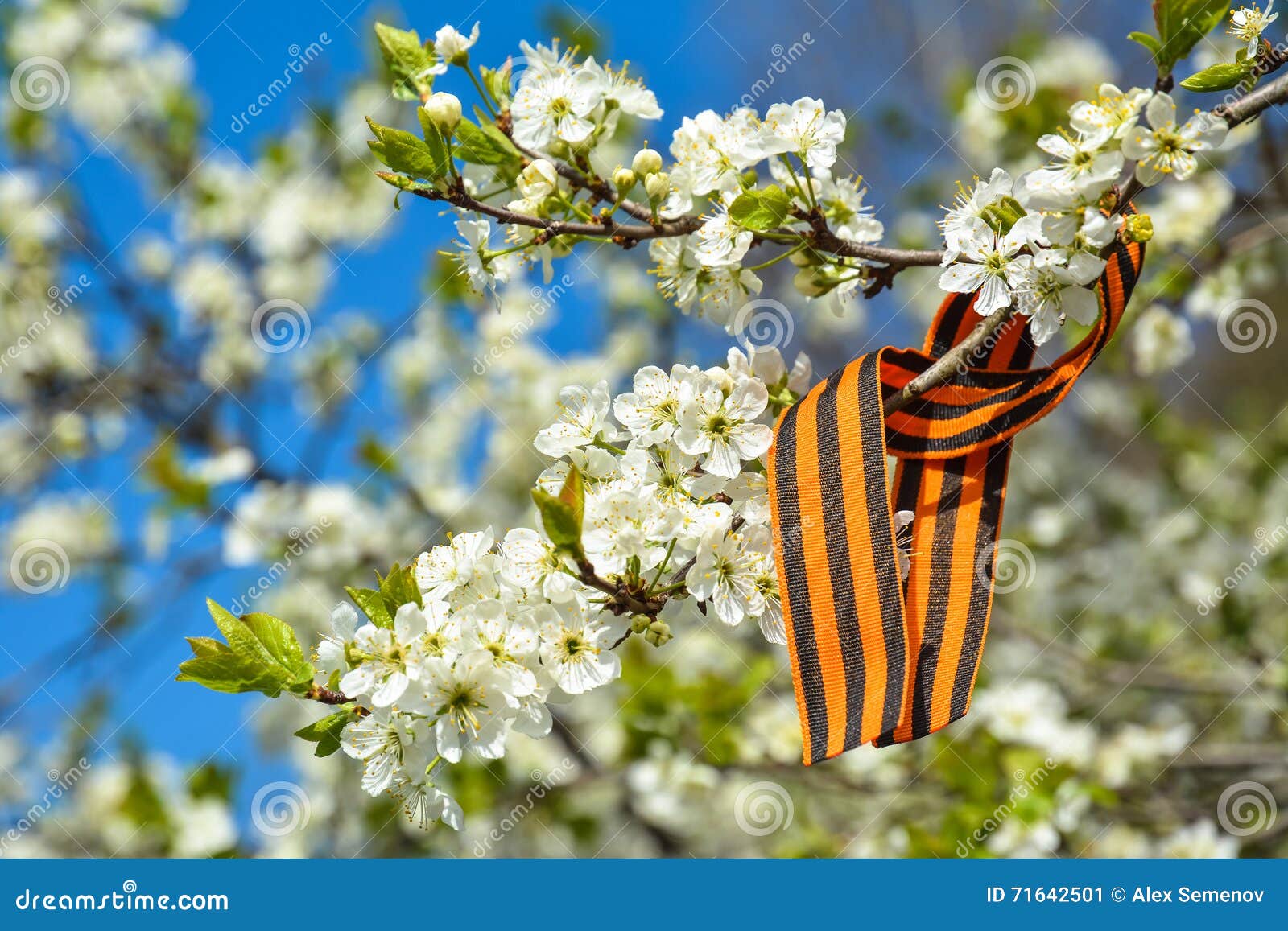 St. George Ribbon on a Branch of Flowering Cherry Tree Stock Image ...