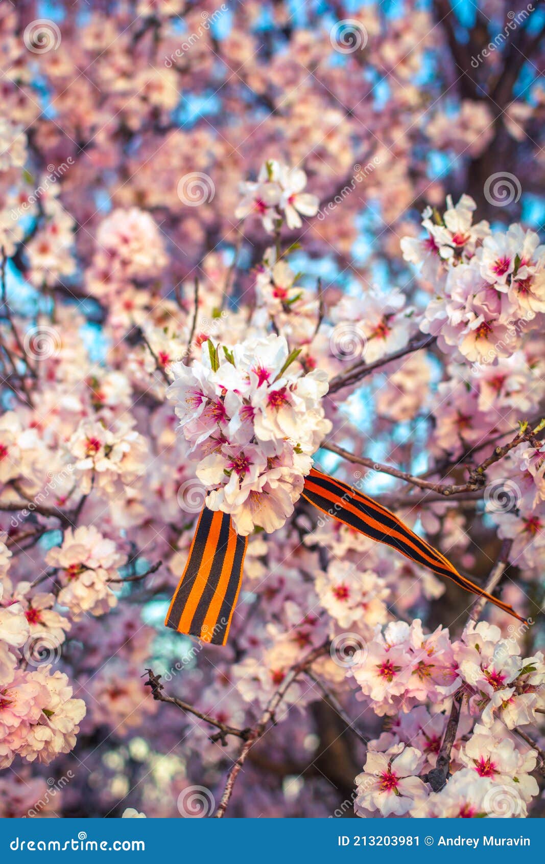 St. George Ribbon stock image. Image of history, background - 213203981