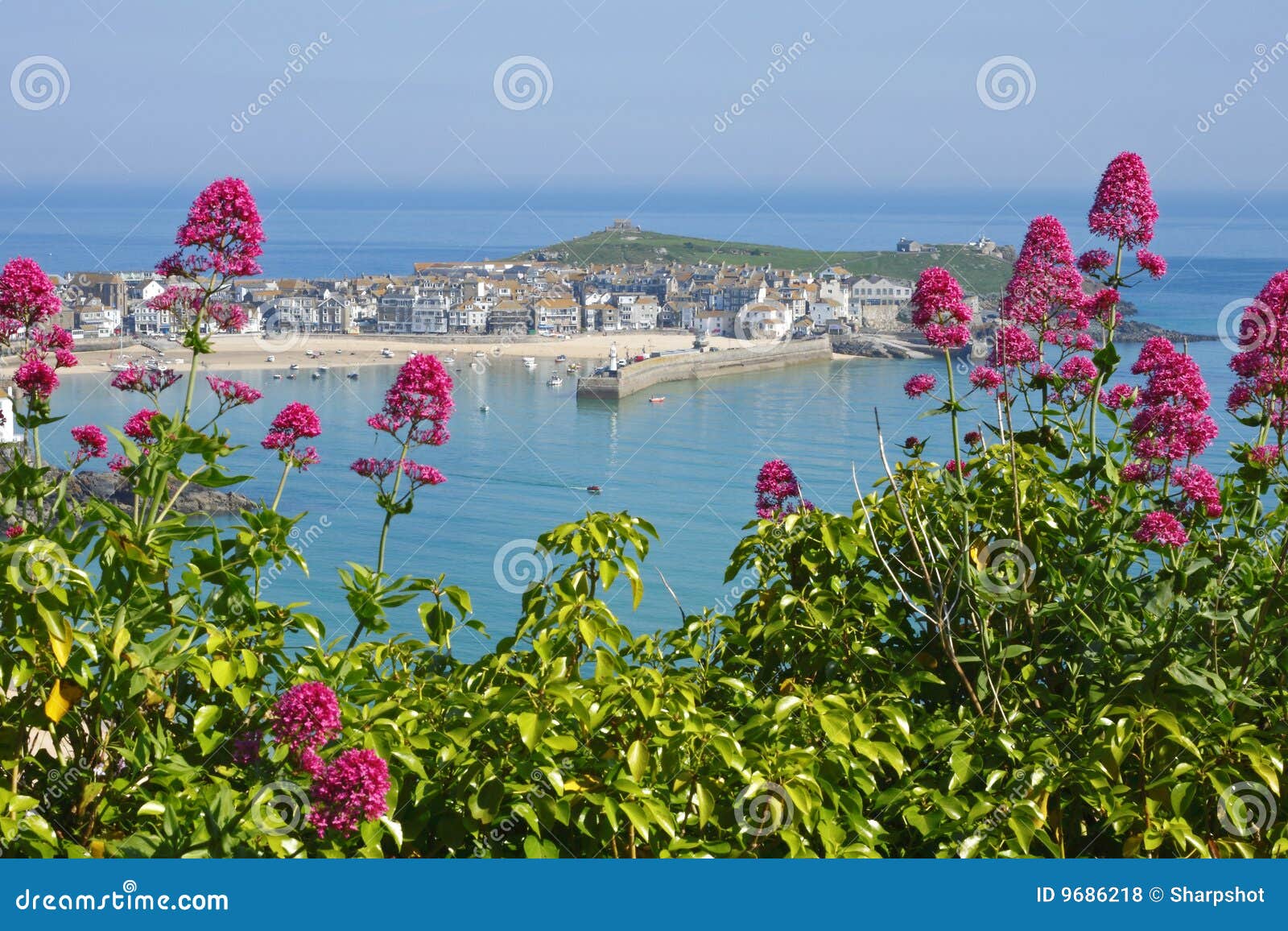 St. Ives Wild Red Valerian, Cornwall UK. Stock Photo - Image of calm ...