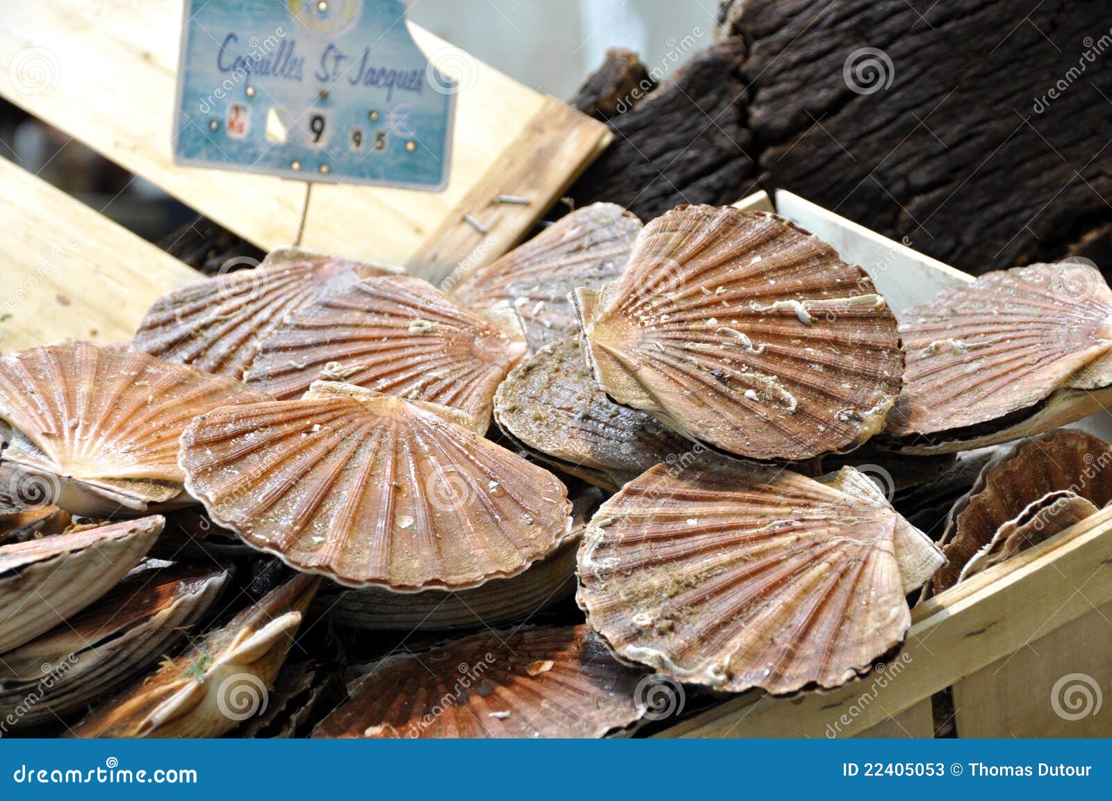 St Jacques scallops stock image. Image of scallops, scallop - 22405053