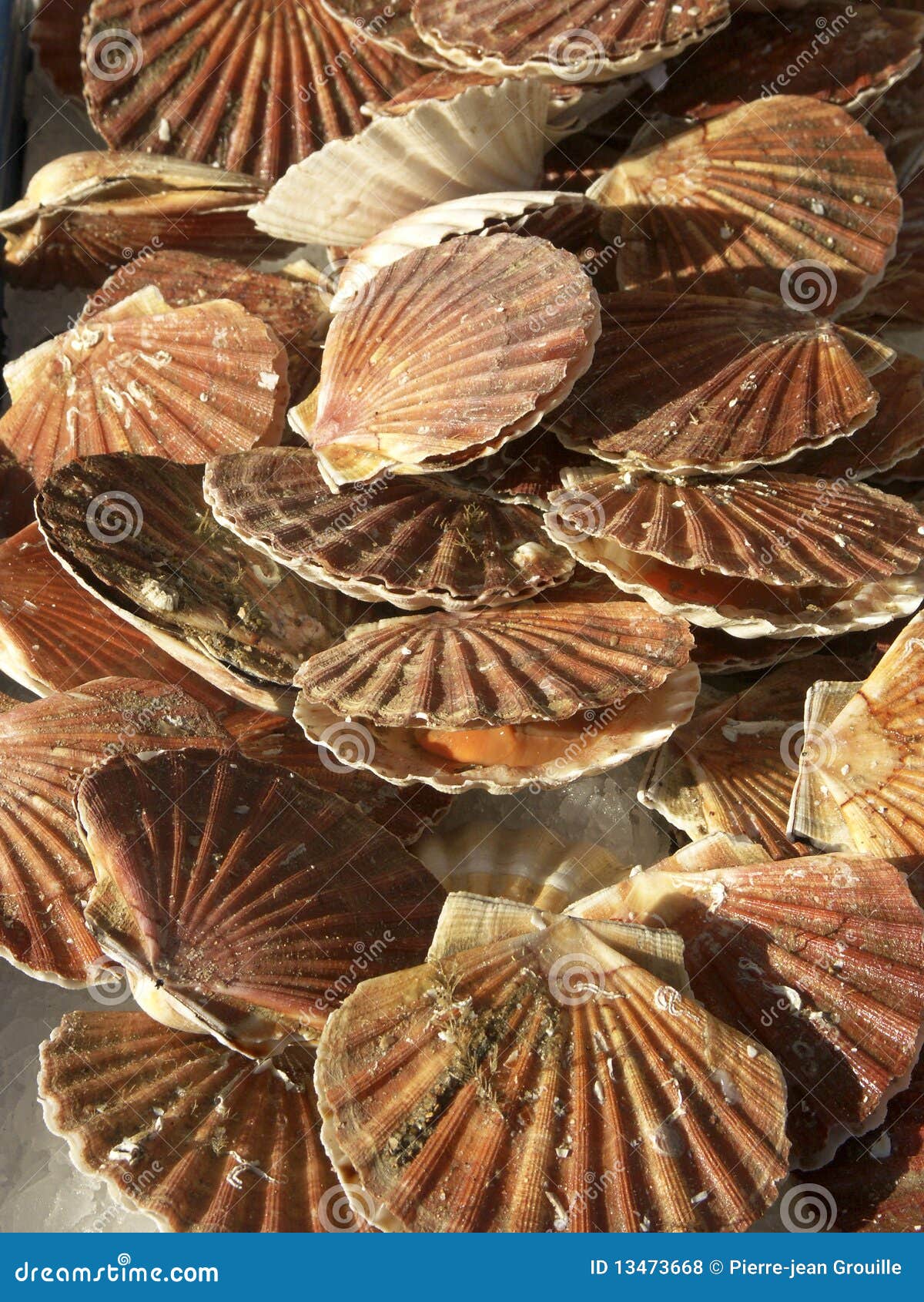 St. Jacques shells stock photo. Image of nature, crustaceans - 13473668