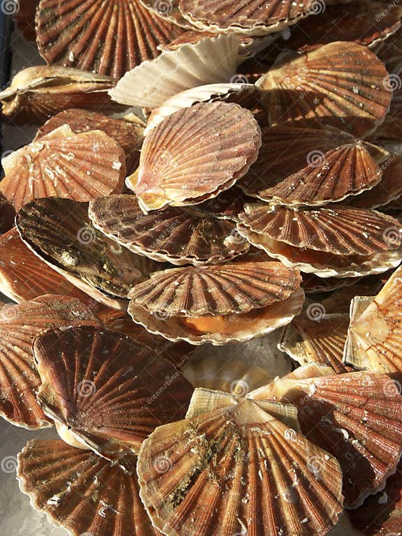 St. Jacques shells stock photo. Image of nature, crustaceans - 13473668