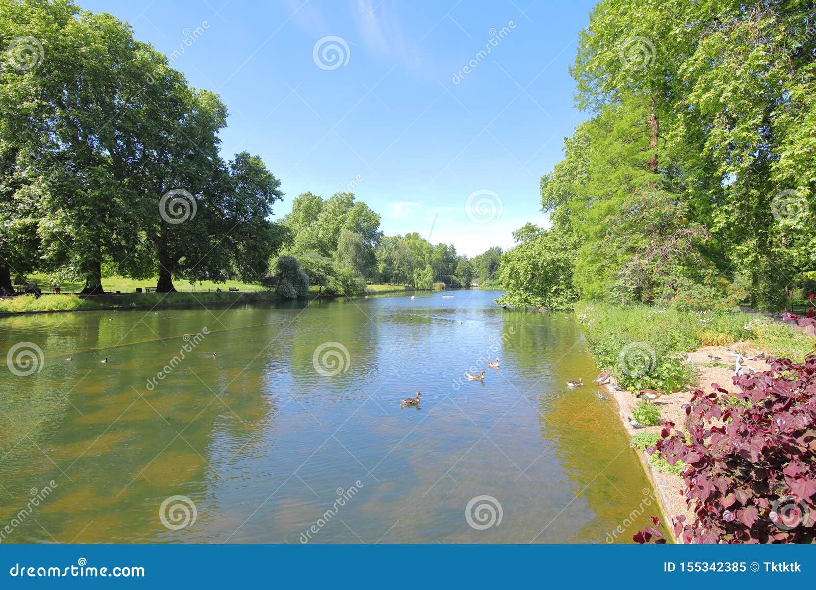 St James Park Greenery London UK Stock Image - Image of london, birds ...