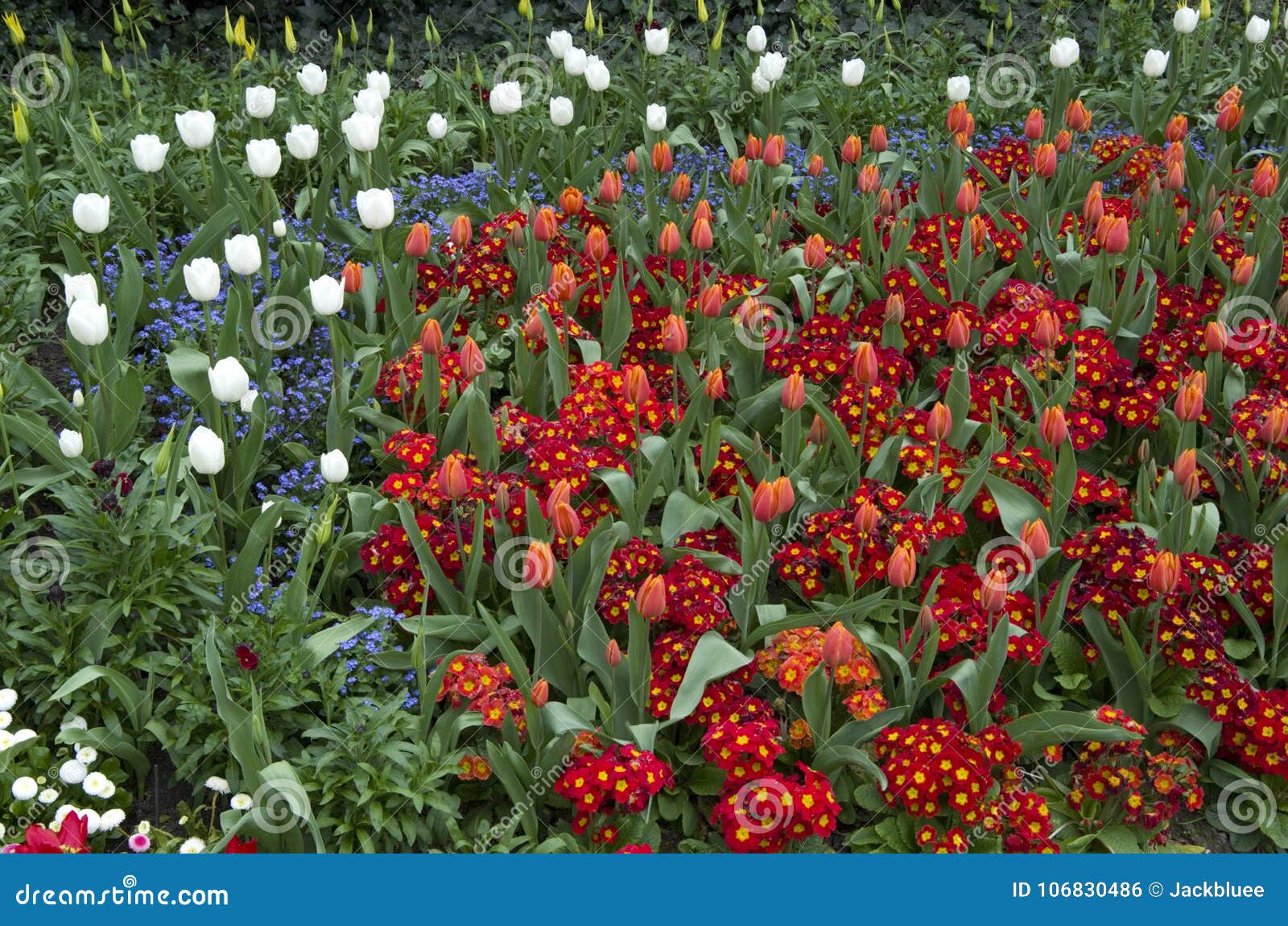St James Park London Spring Flowers Stock Photo - Image of tulip ...