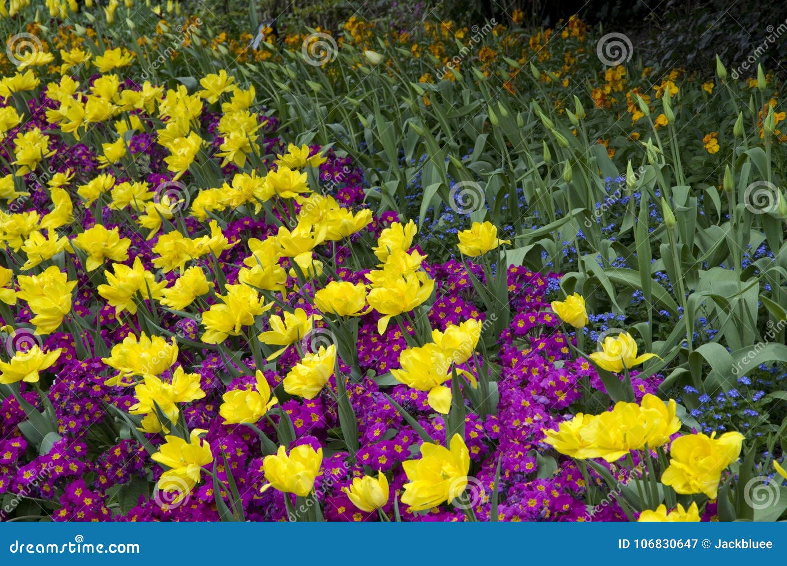 St James Park London Spring Flowers Stock Image - Image of gardens ...