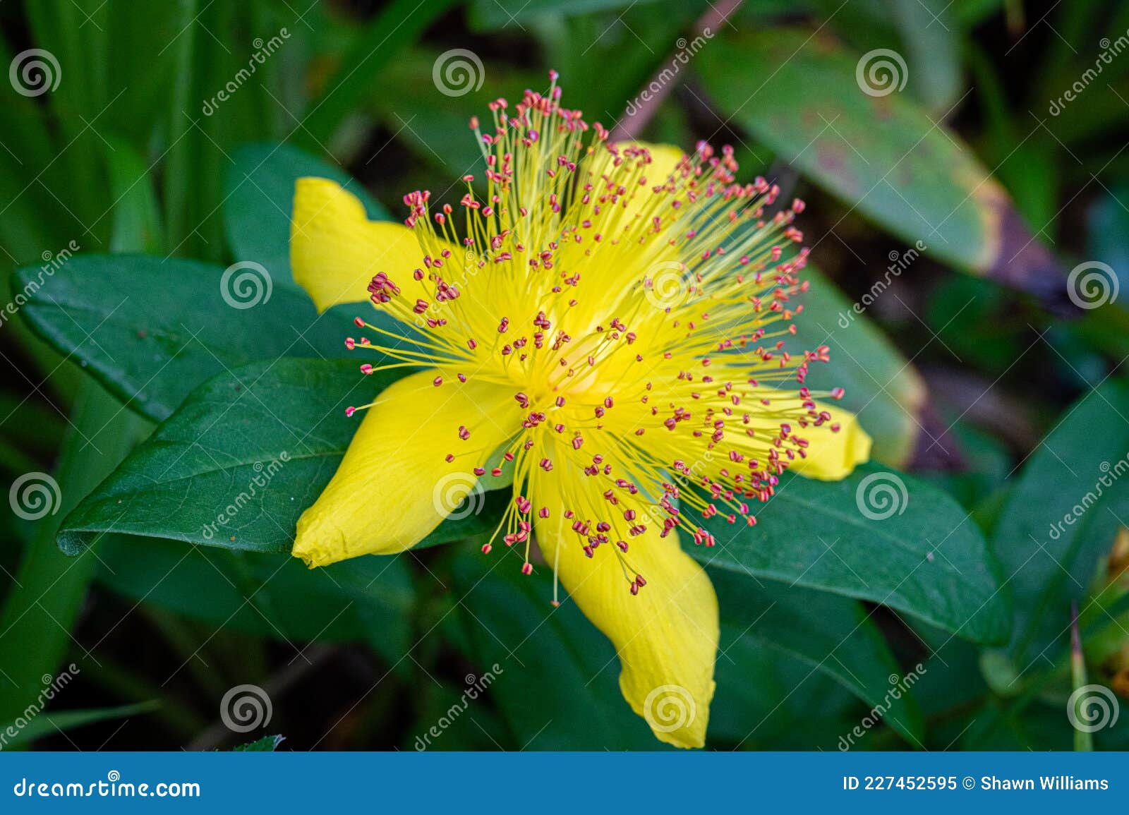 St Johnâ€™s Wort Flower stock image. Image of natural - 227452595
