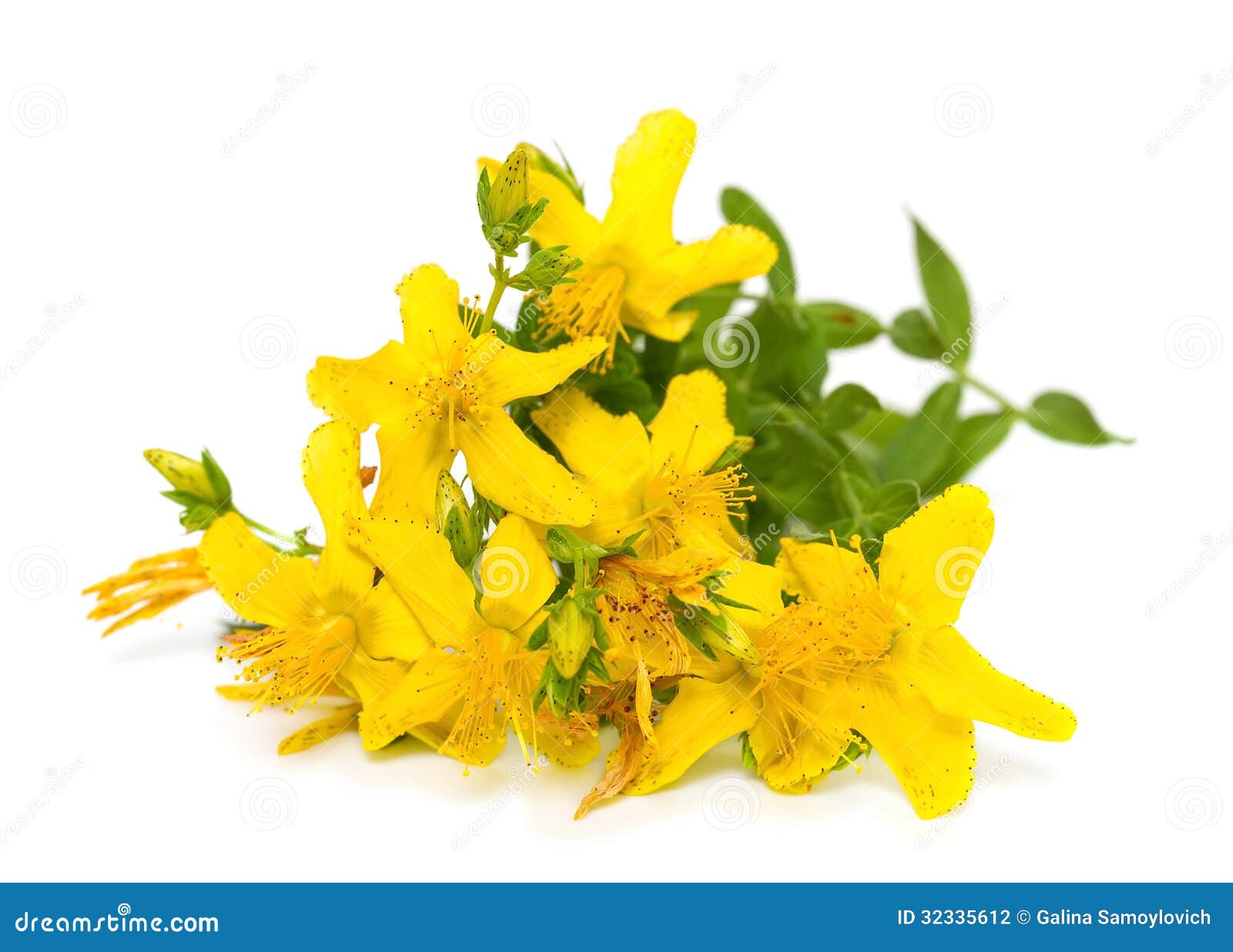 St. John s wort flowers stock photo. Image of green, healthy - 32335612