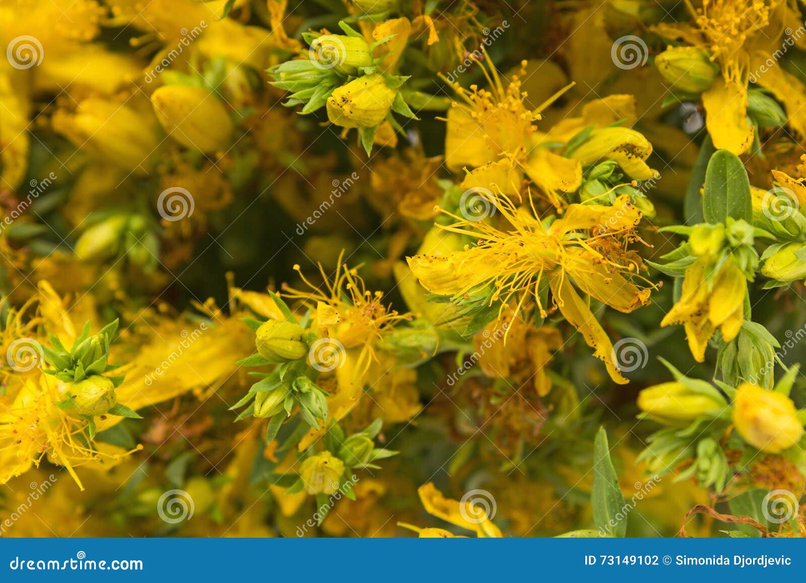 St. John S Wort Flowers Closeup Stock Photo - Image of homeopathy ...