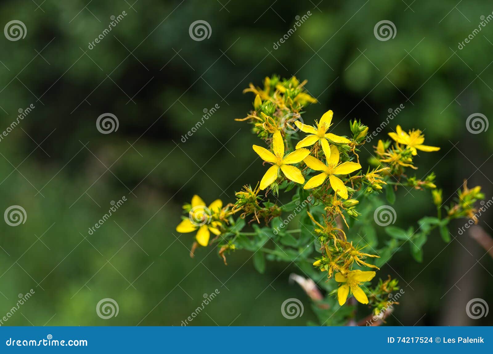 St. John s Wort flowers stock photo. Image of johns, nature - 74217524