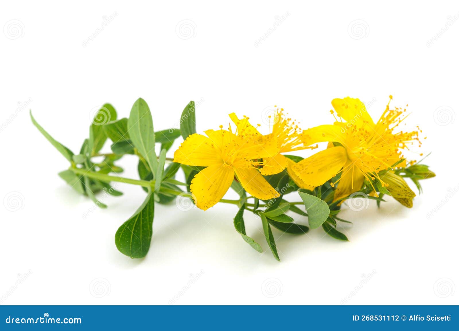 St. John`s wort flowers stock photo. Image of perforate - 268531112