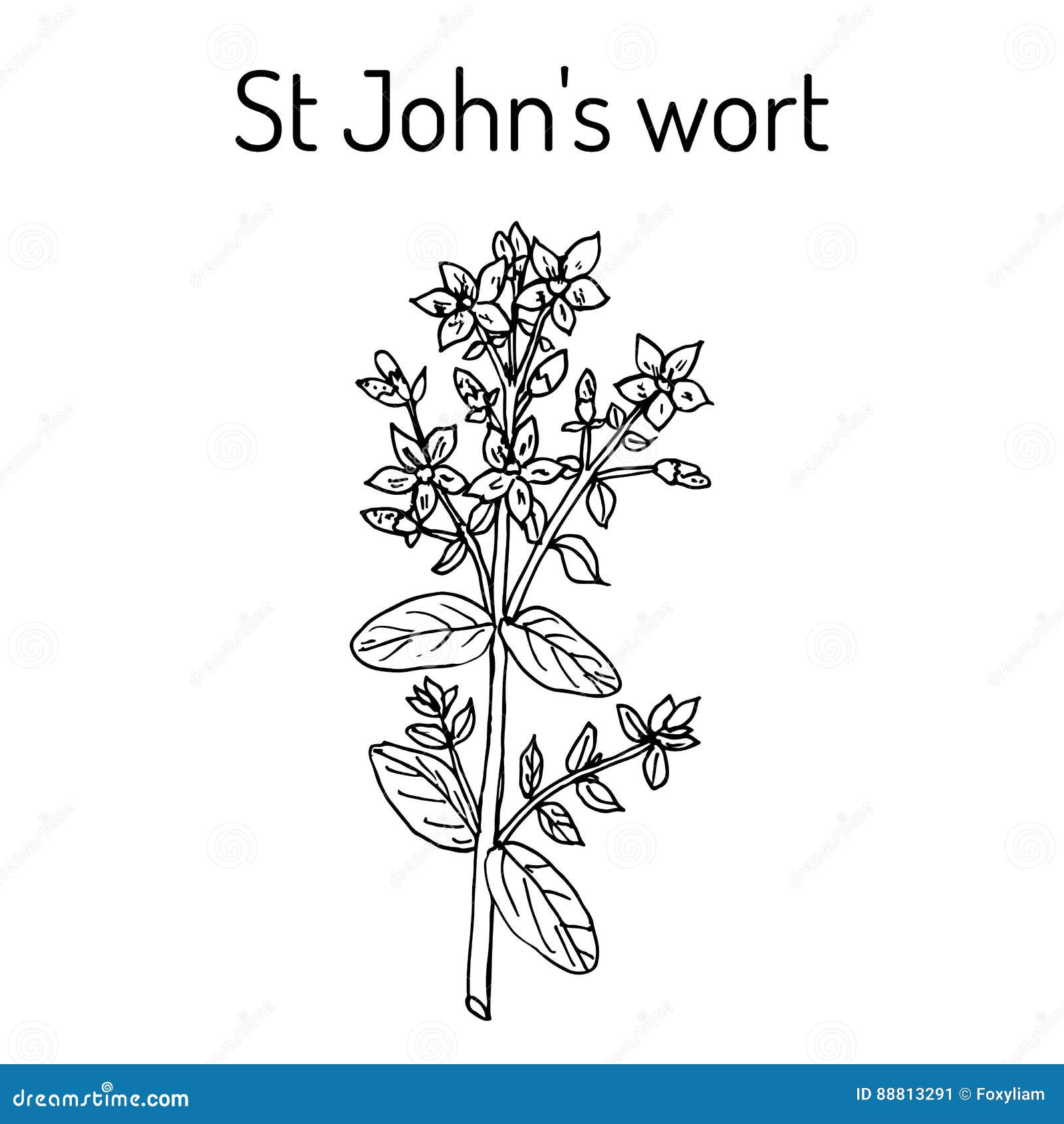 Hypericum Perforatum Branch Hand Drawn Vector Illustration. Sketch Of ...